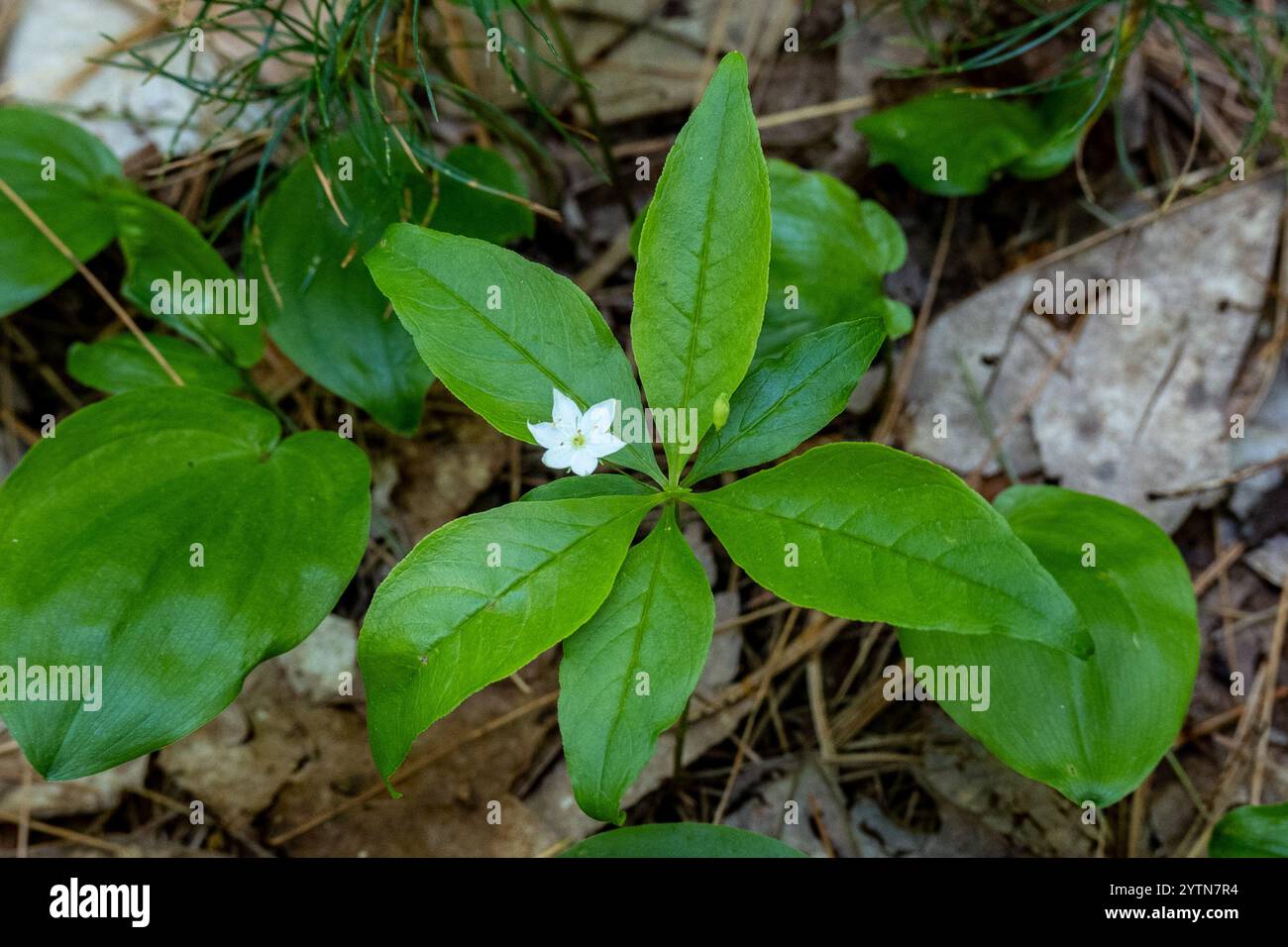northern starflower (Lysimachia borealis Stock Photo - Alamy