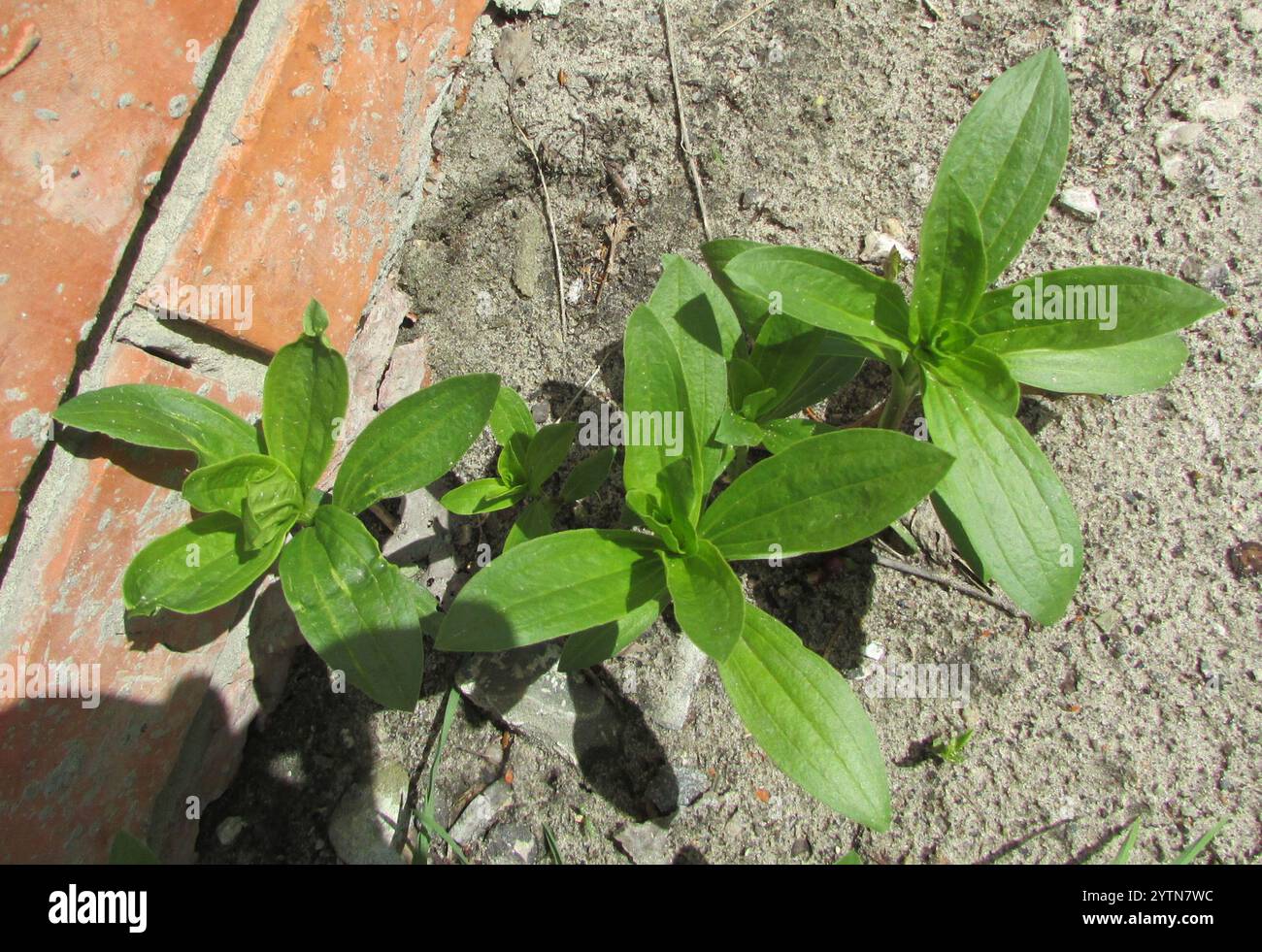 common soapwort (Saponaria officinalis Stock Photo - Alamy
