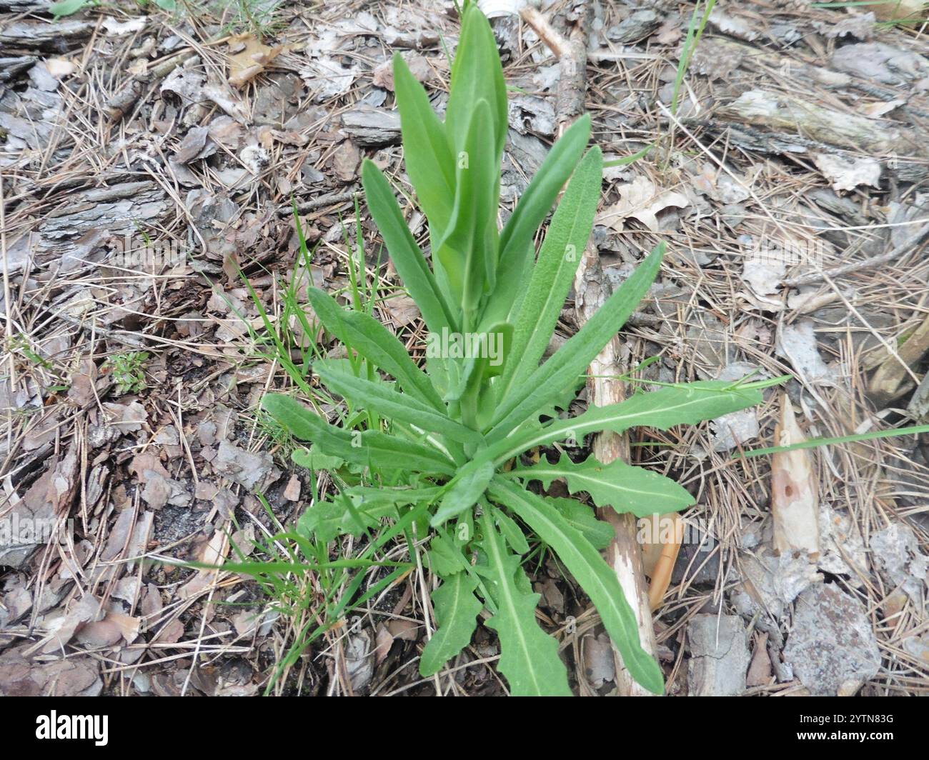 Tower Mustard (Turritis glabra Stock Photo - Alamy