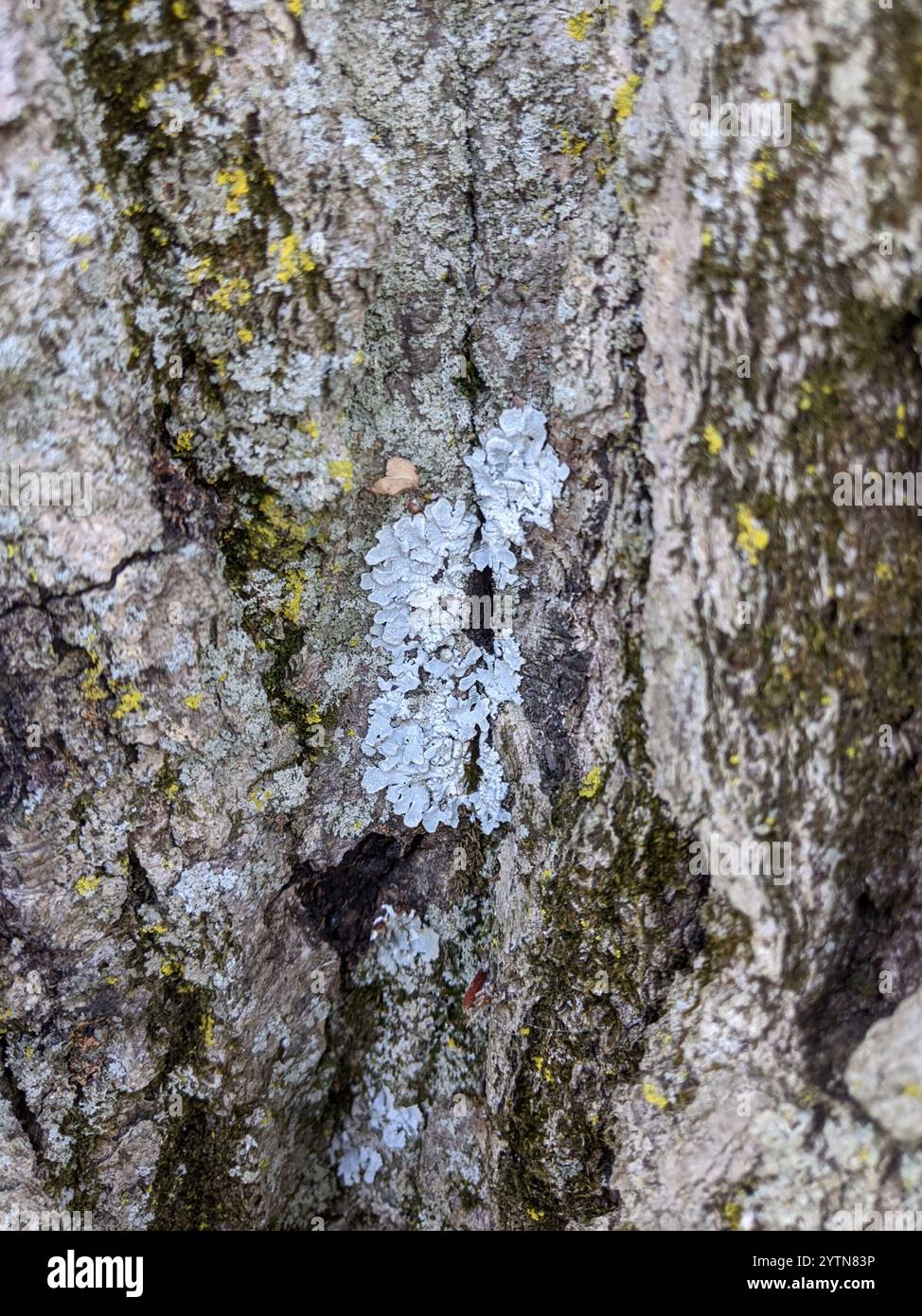 shield lichen (Parmelia sulcata Stock Photo - Alamy