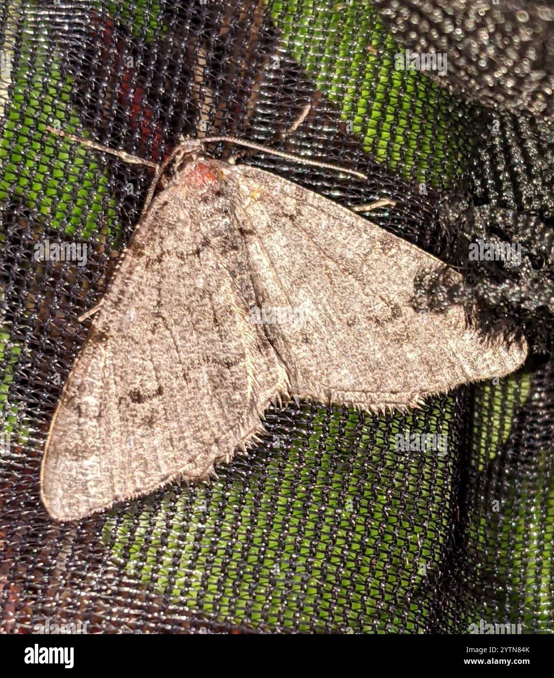 Angle Moths and Allies (Macariini Stock Photo - Alamy