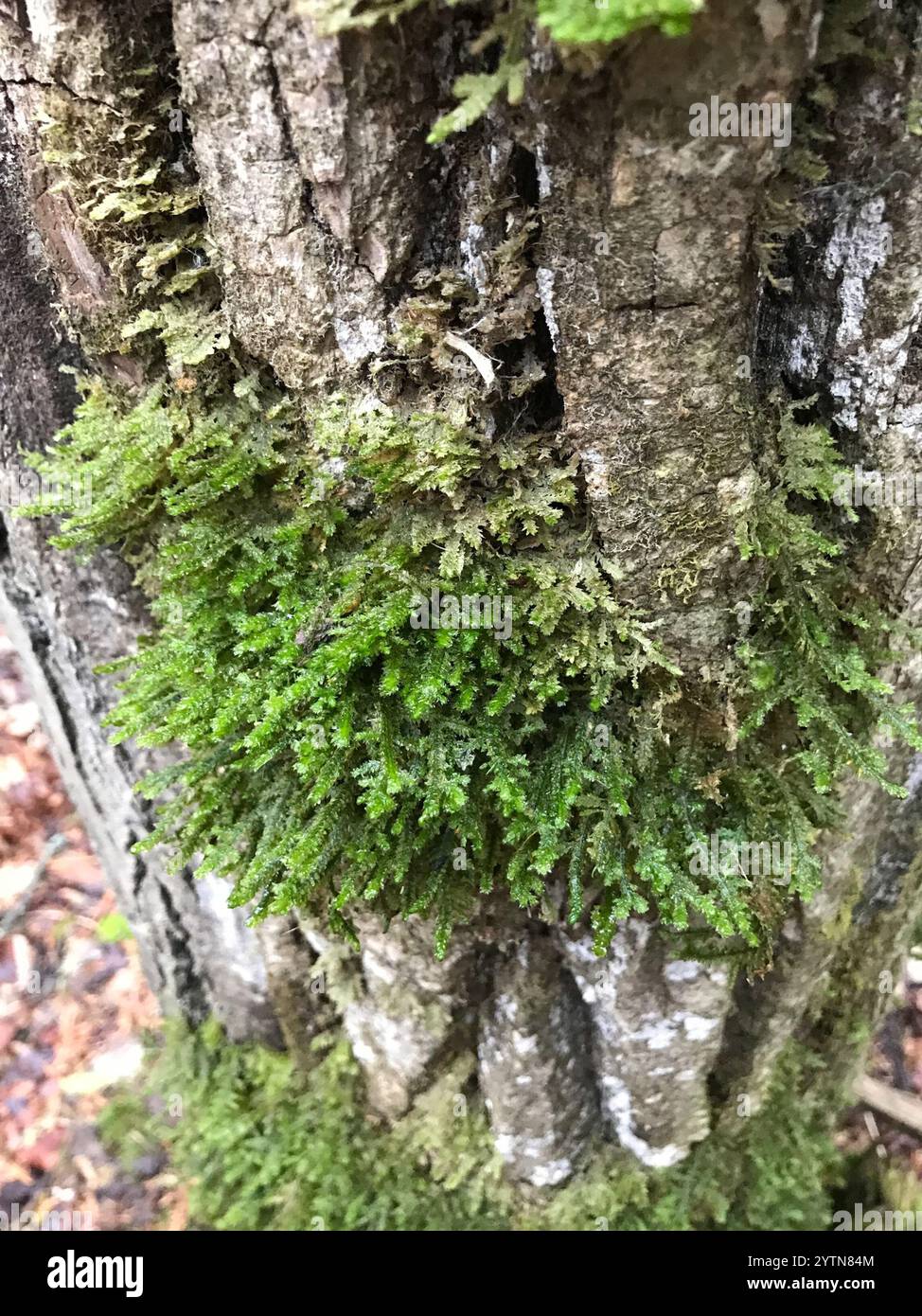 shingle moss (Neckera pennata Stock Photo - Alamy