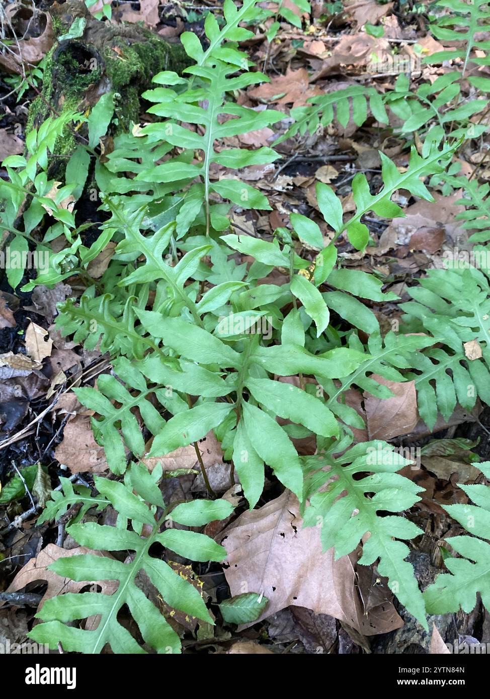 netted chain fern (Woodwardia areolata Stock Photo - Alamy