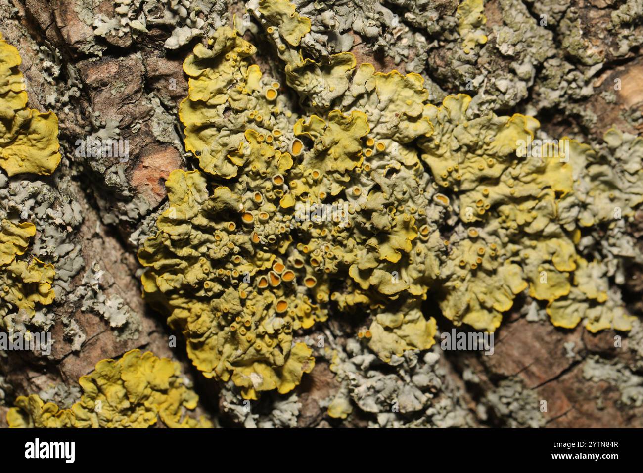 Common Sunburst Lichen (Xanthoria parietina Stock Photo - Alamy