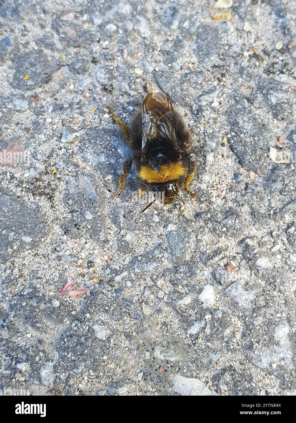 Early Bumble Bee (Bombus pratorum Stock Photo - Alamy