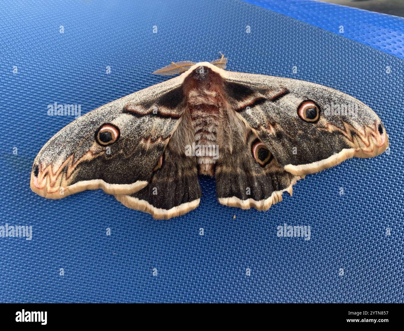 Giant Peacock Moth (Saturnia pyri Stock Photo - Alamy