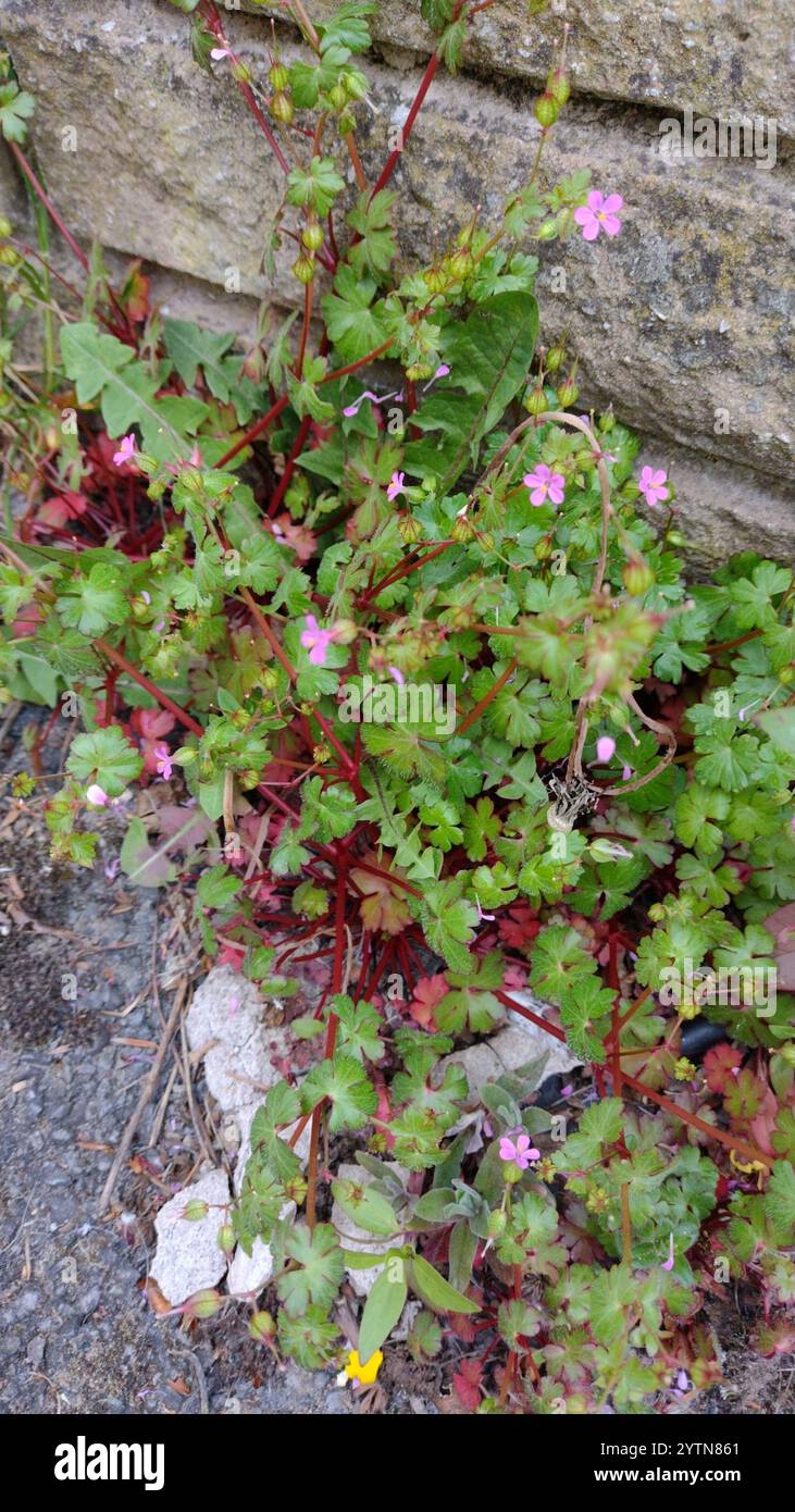 Shining Crane's-bill (Geranium lucidum Stock Photo - Alamy
