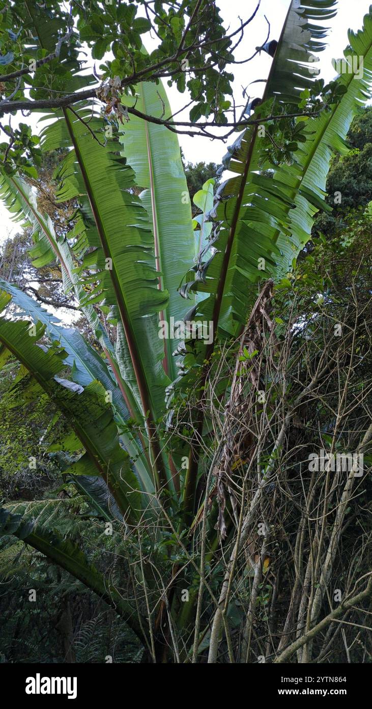 Abyssinian banana (Ensete ventricosum Stock Photo - Alamy