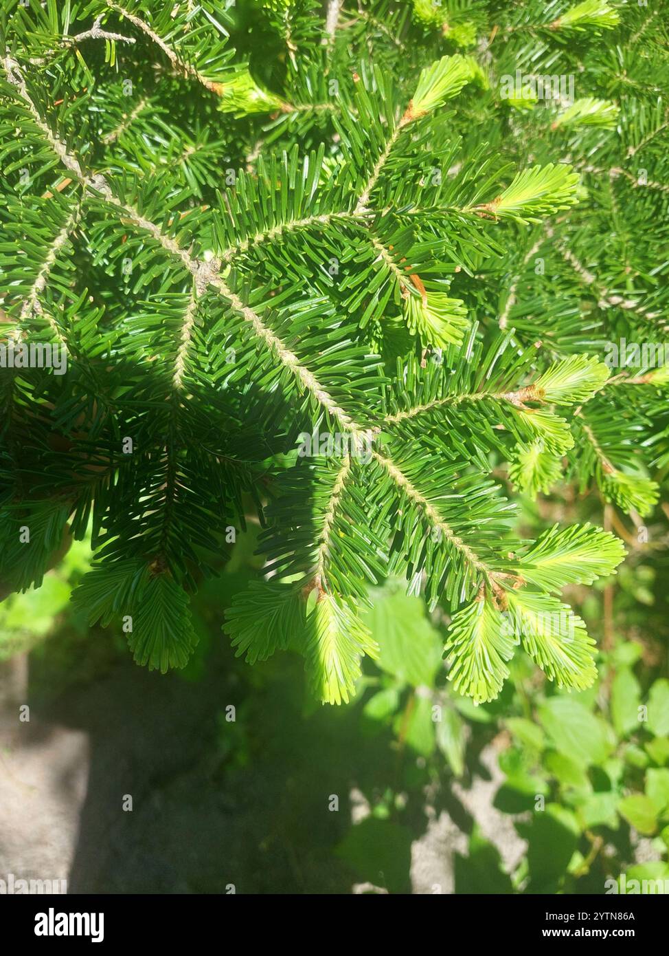 balsam fir (Abies balsamea Stock Photo - Alamy