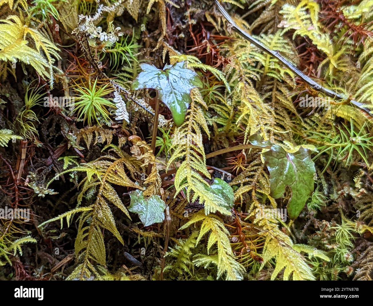 Wall Lettuce (Mycelis muralis Stock Photo - Alamy