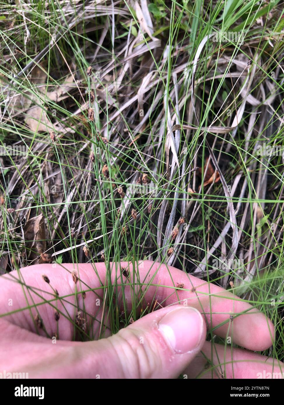 slender spike rush (Eleocharis tenuis verrucosa Stock Photo - Alamy
