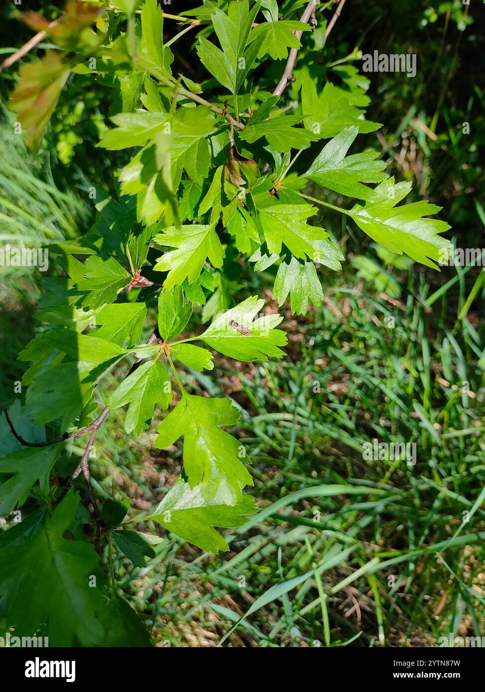 Typical Hover Flies (Syrphinae Stock Photo - Alamy