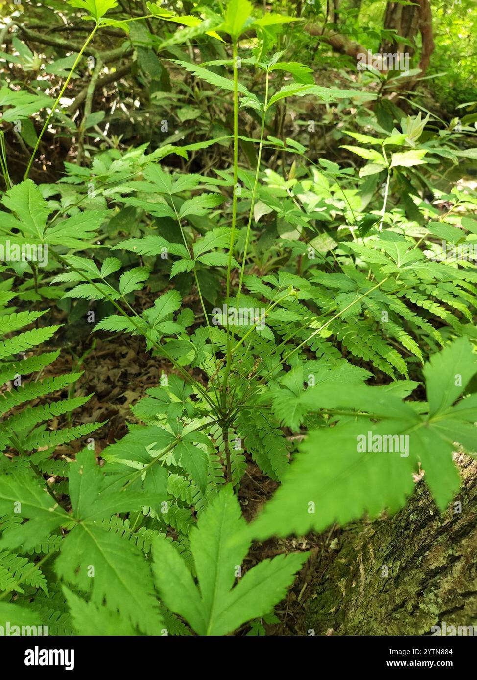 Yellowroot hi-res stock photography and images - Alamy