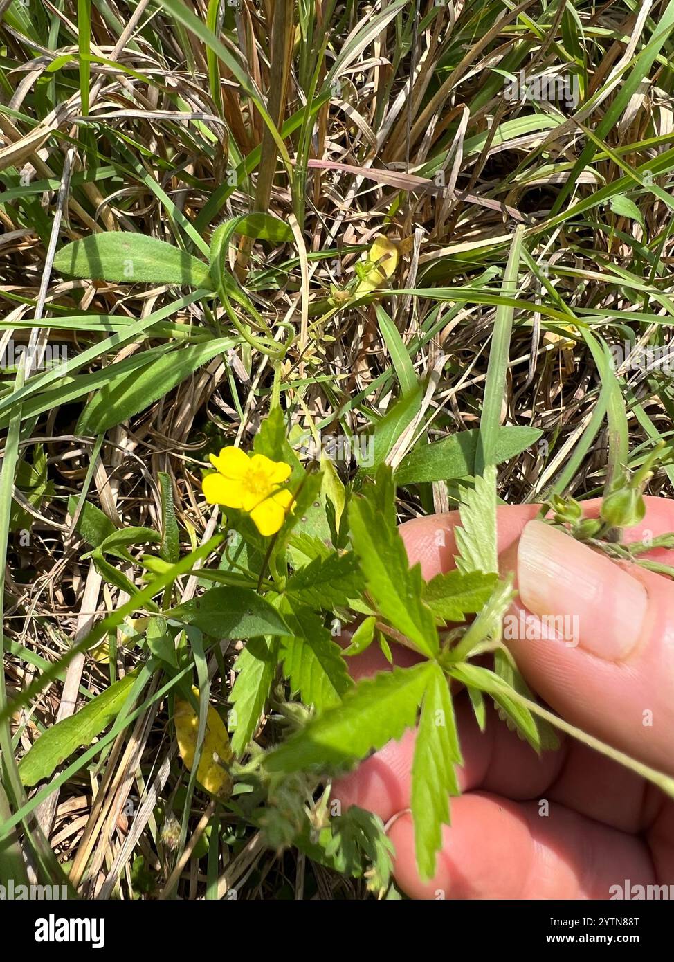 common cinquefoil (Potentilla simplex Stock Photo - Alamy