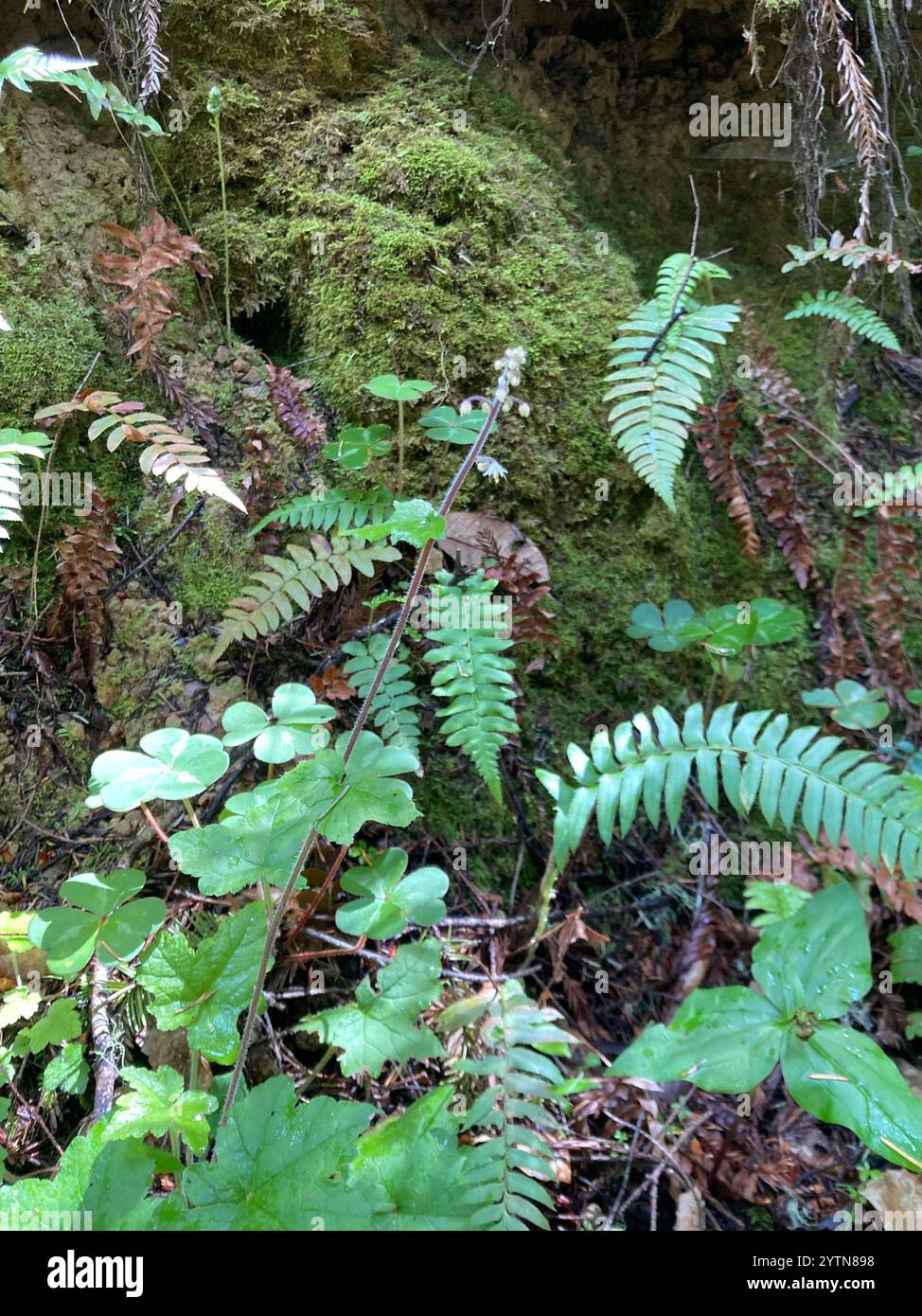 Oneleaf Foamflower (Tiarella trifoliata unifoliata Stock Photo - Alamy