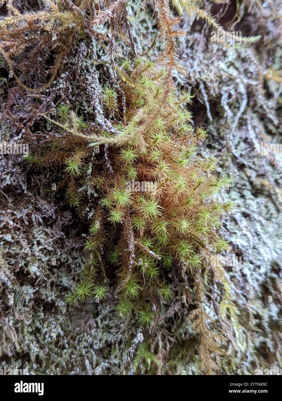 Common Apple-moss (Bartramia pomiformis Stock Photo - Alamy