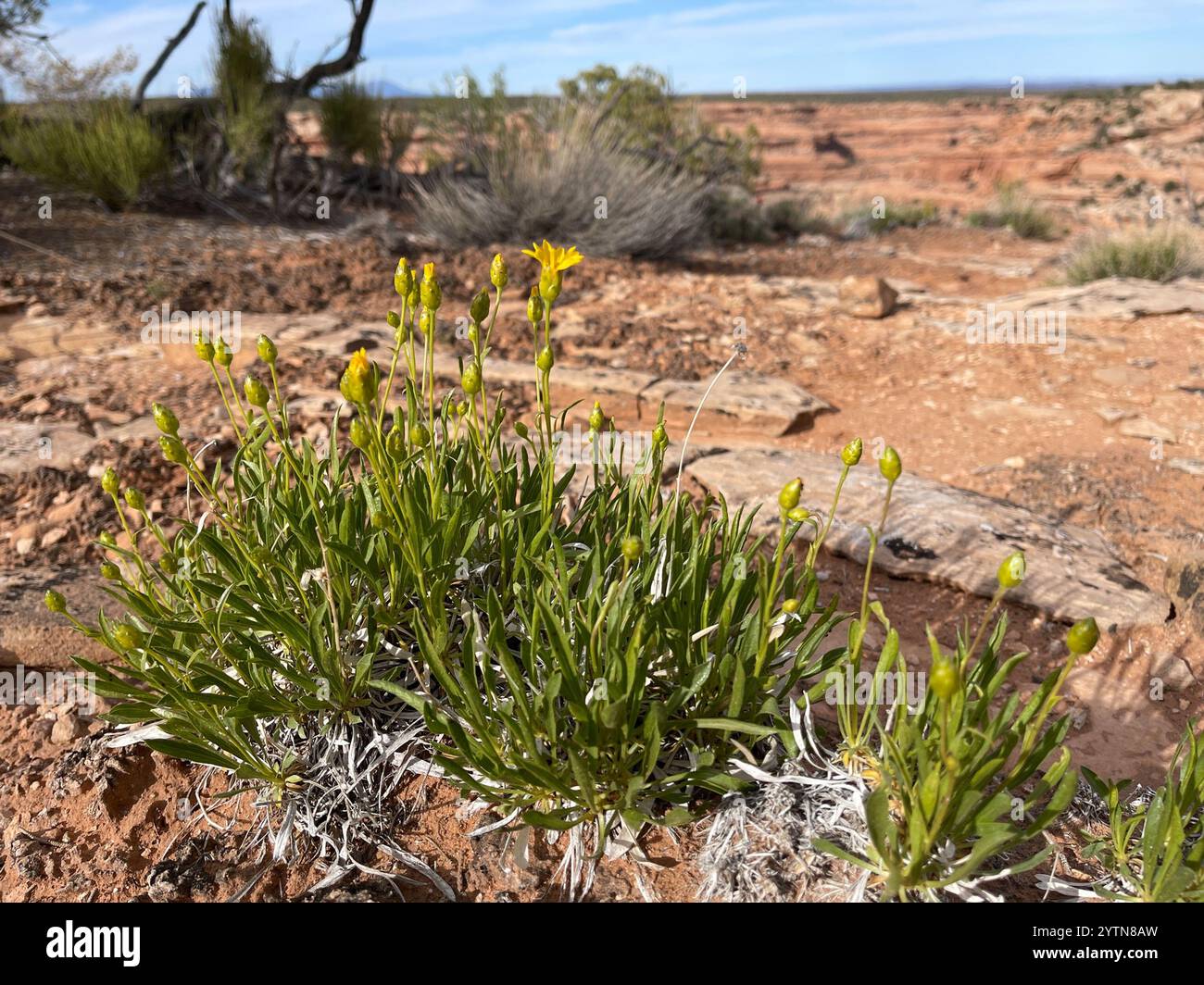 Thrift Mock Goldenweed (Stenotus armerioides Stock Photo - Alamy