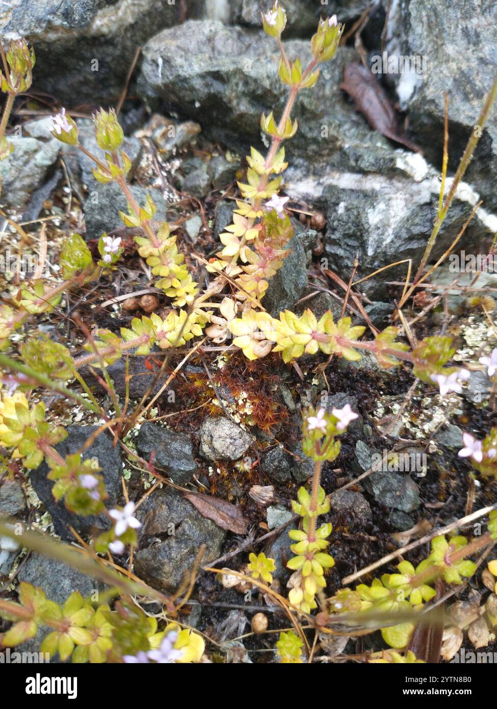 Field madder (Sherardia arvensis Stock Photo - Alamy