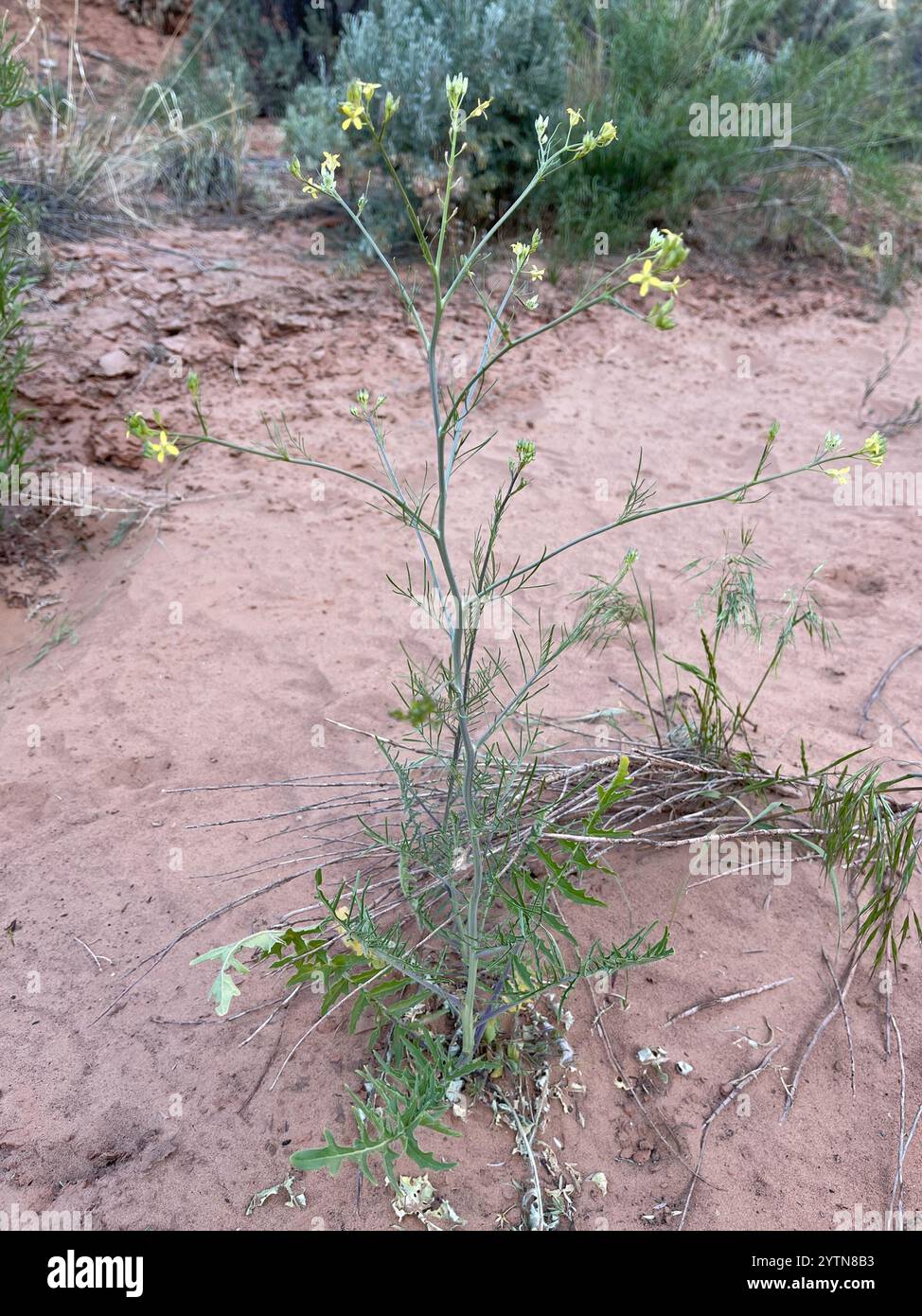 Sisymbrium altissimum hi-res stock photography and images - Alamy