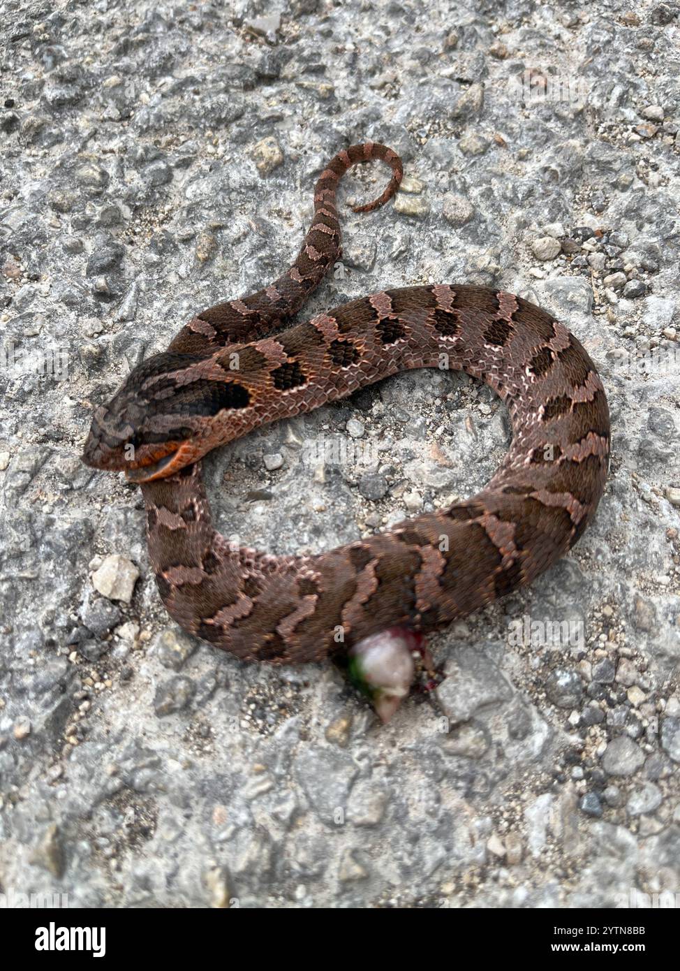 Eastern Hognose Snake (Heterodon platirhinos Stock Photo - Alamy