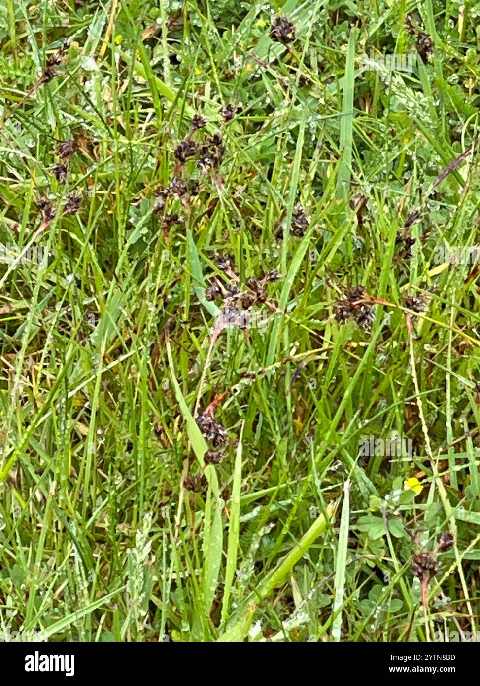 Field woodrush (Luzula campestris Stock Photo - Alamy