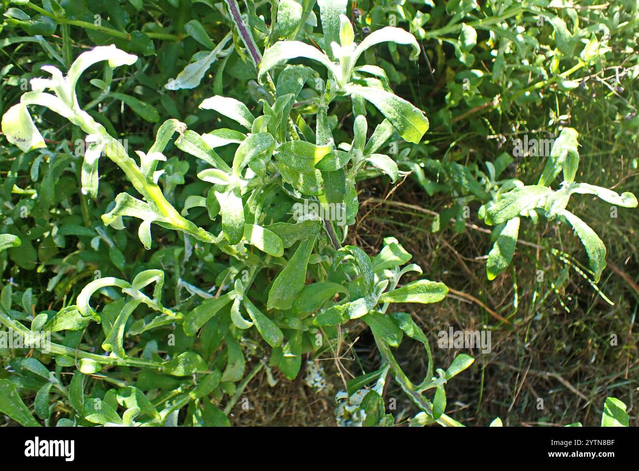 Kooigoed Everlasting (Helichrysum odoratissimum Stock Photo - Alamy