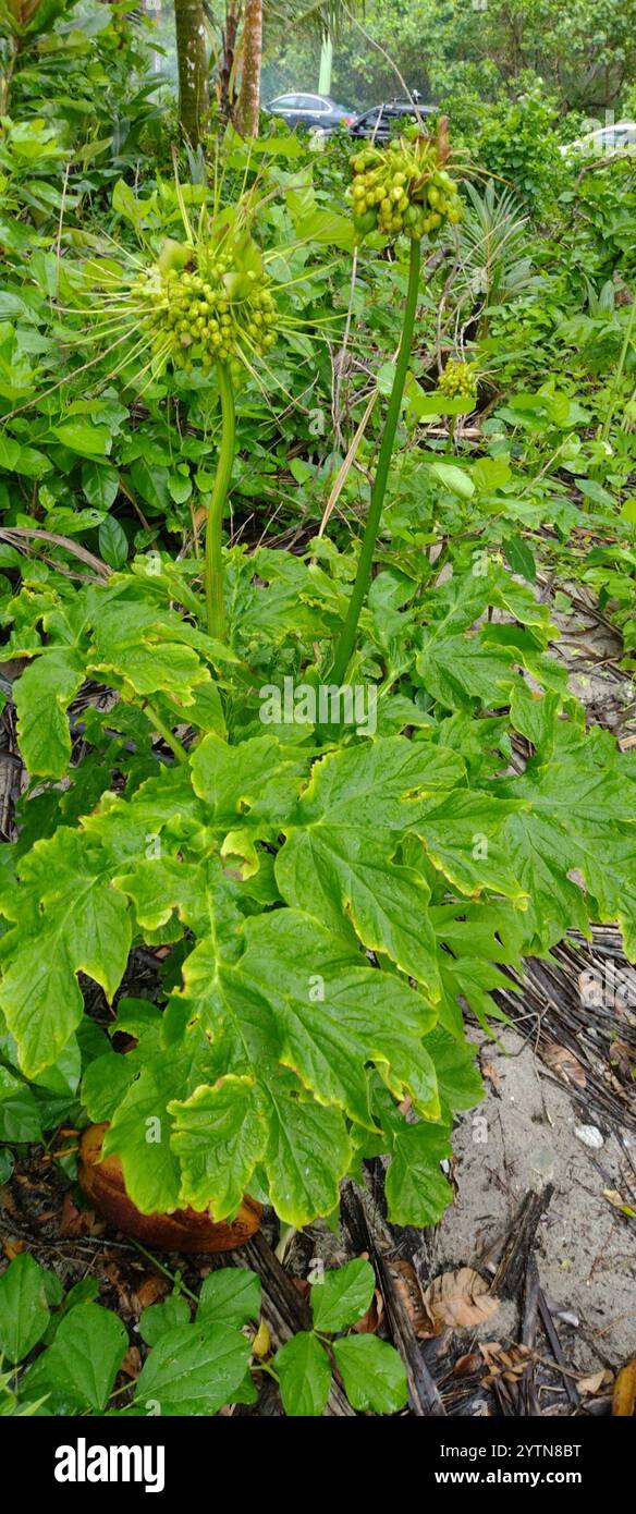Polynesian Arrowroot (Tacca leontopetaloides Stock Photo - Alamy