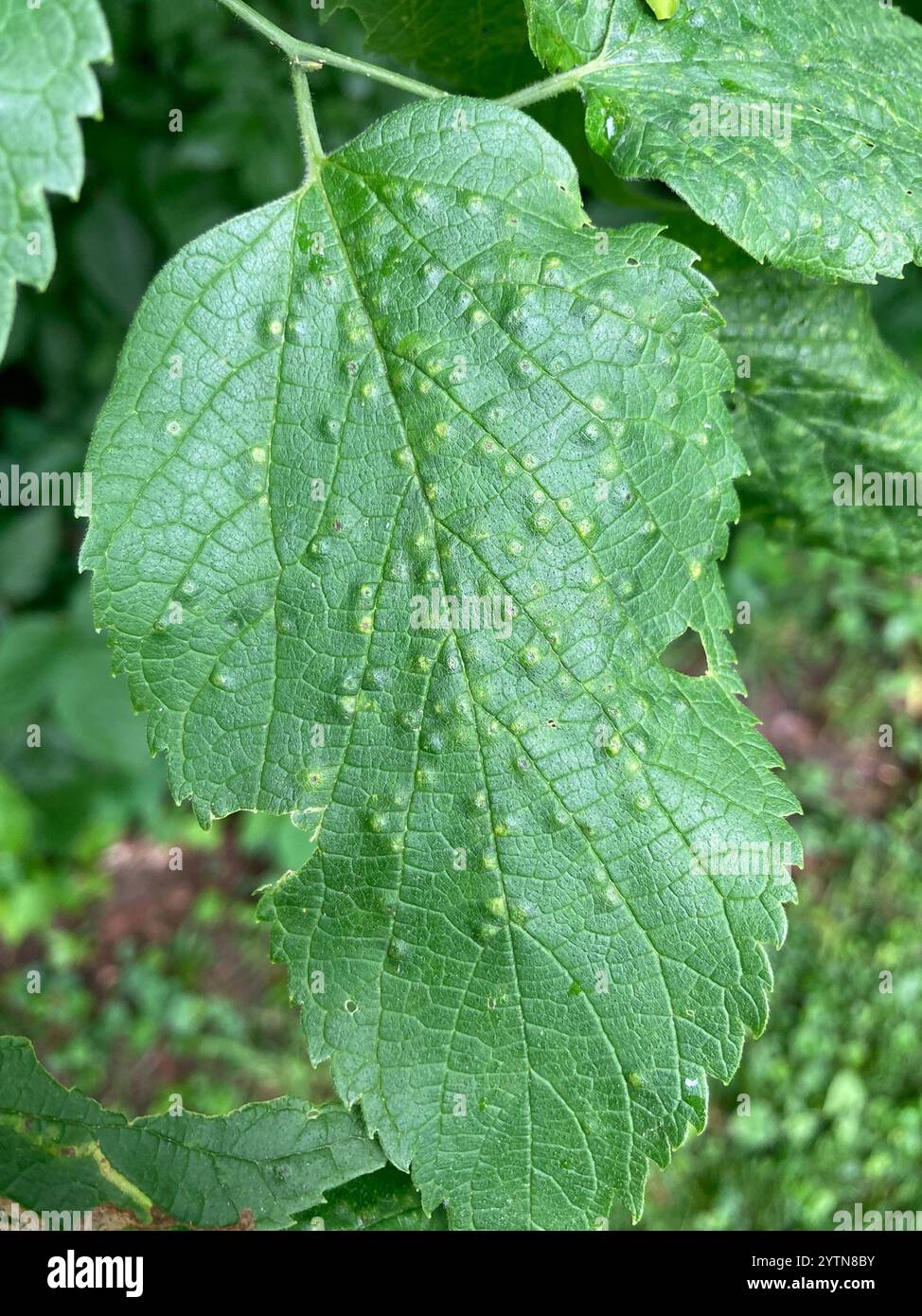 Hackberry Blister Gall Psyllid (Pachypsylla celtidisvesicula Stock ...