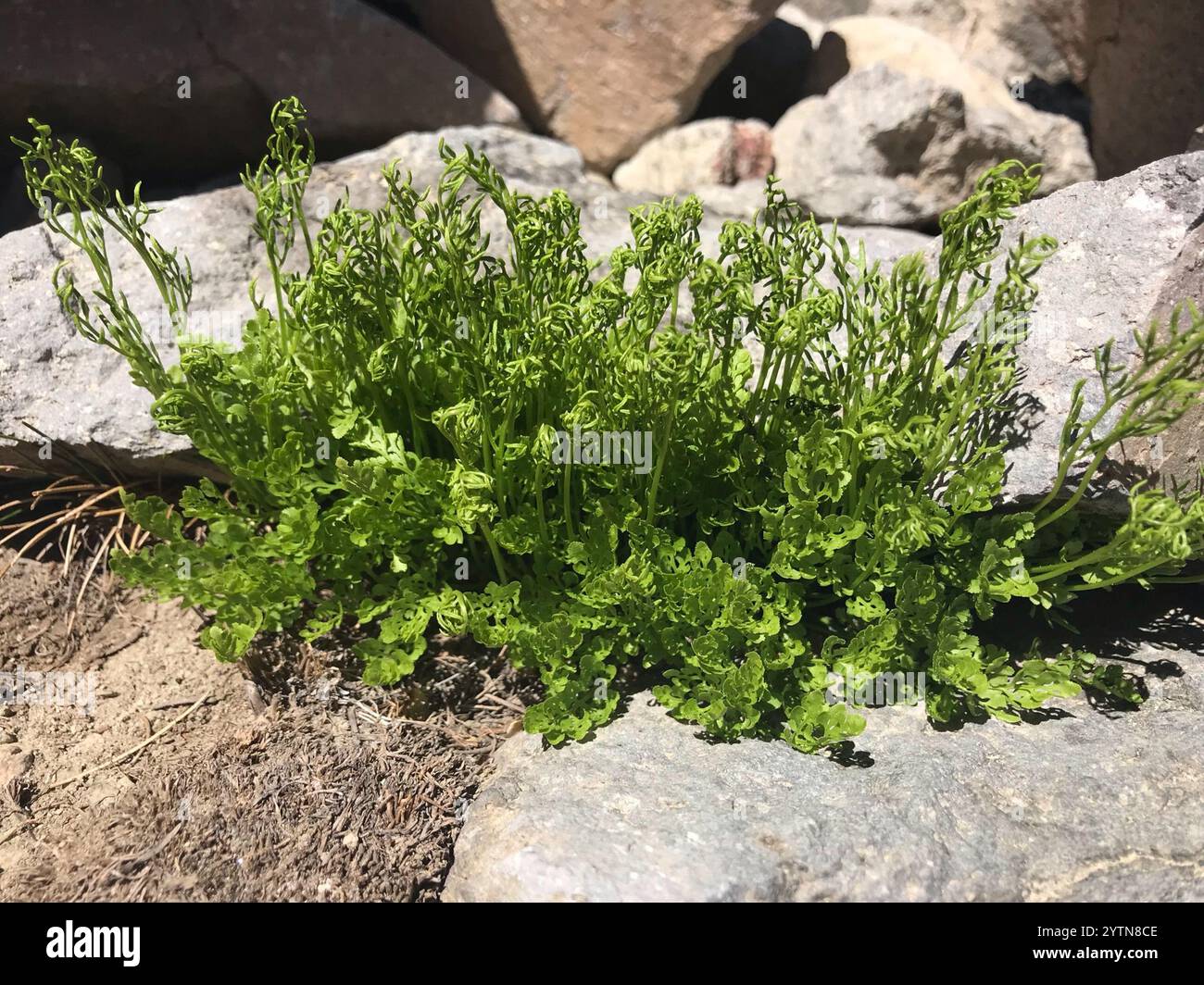 Cascadensis hi-res stock photography and images - Alamy