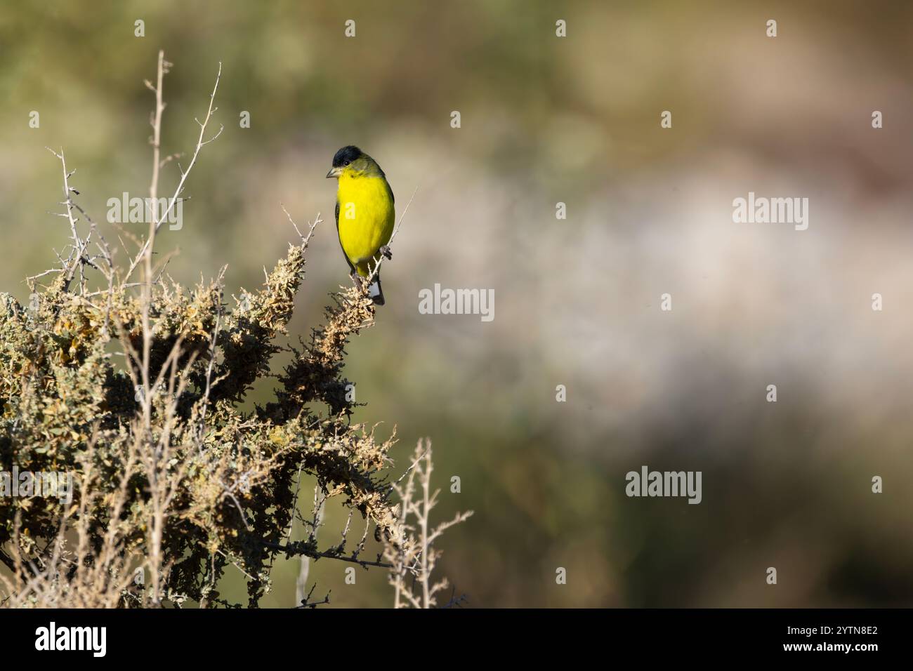 Lesser Goldfinch perched quietly at El Rio Preserve, a birding oasis ...