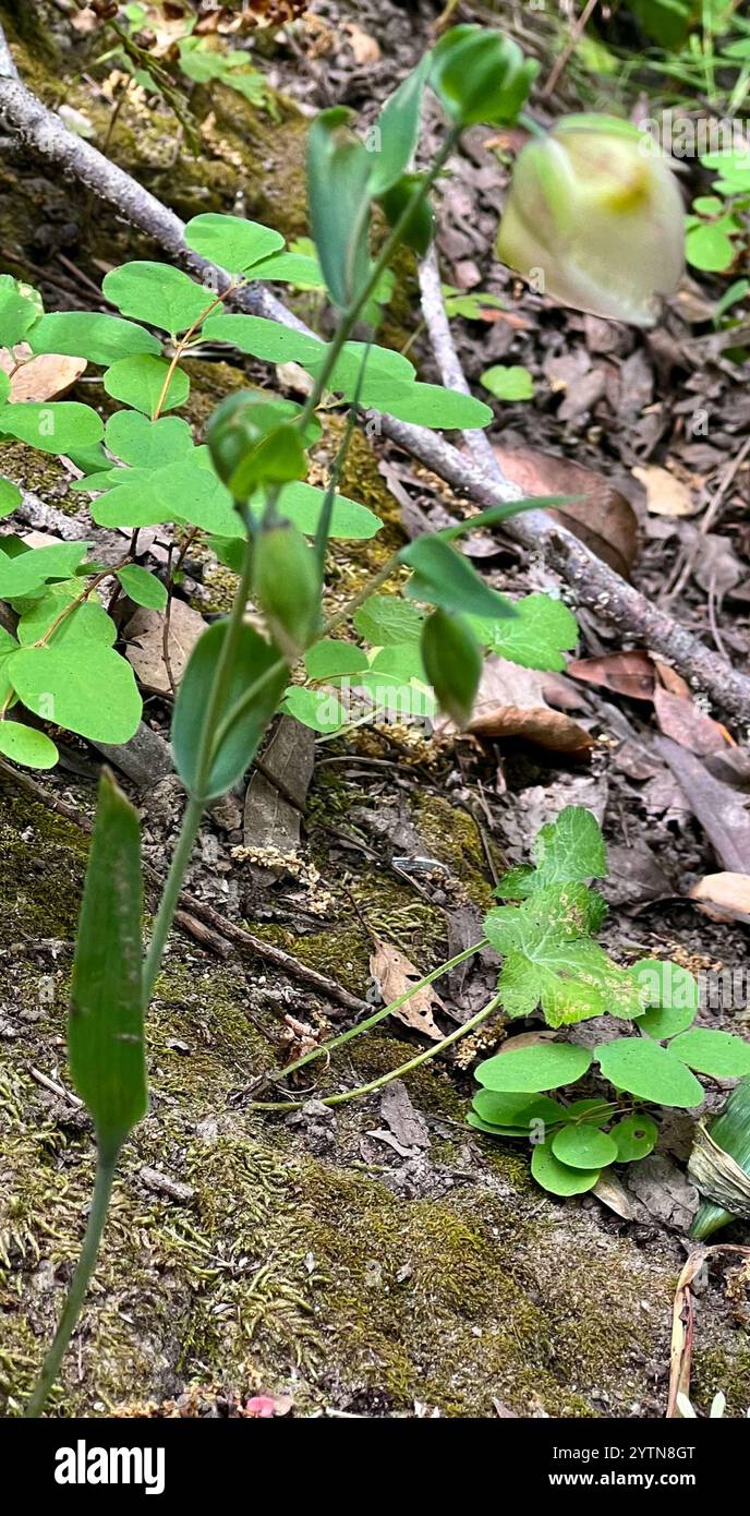 White Globe Lily (Calochortus albus Stock Photo - Alamy
