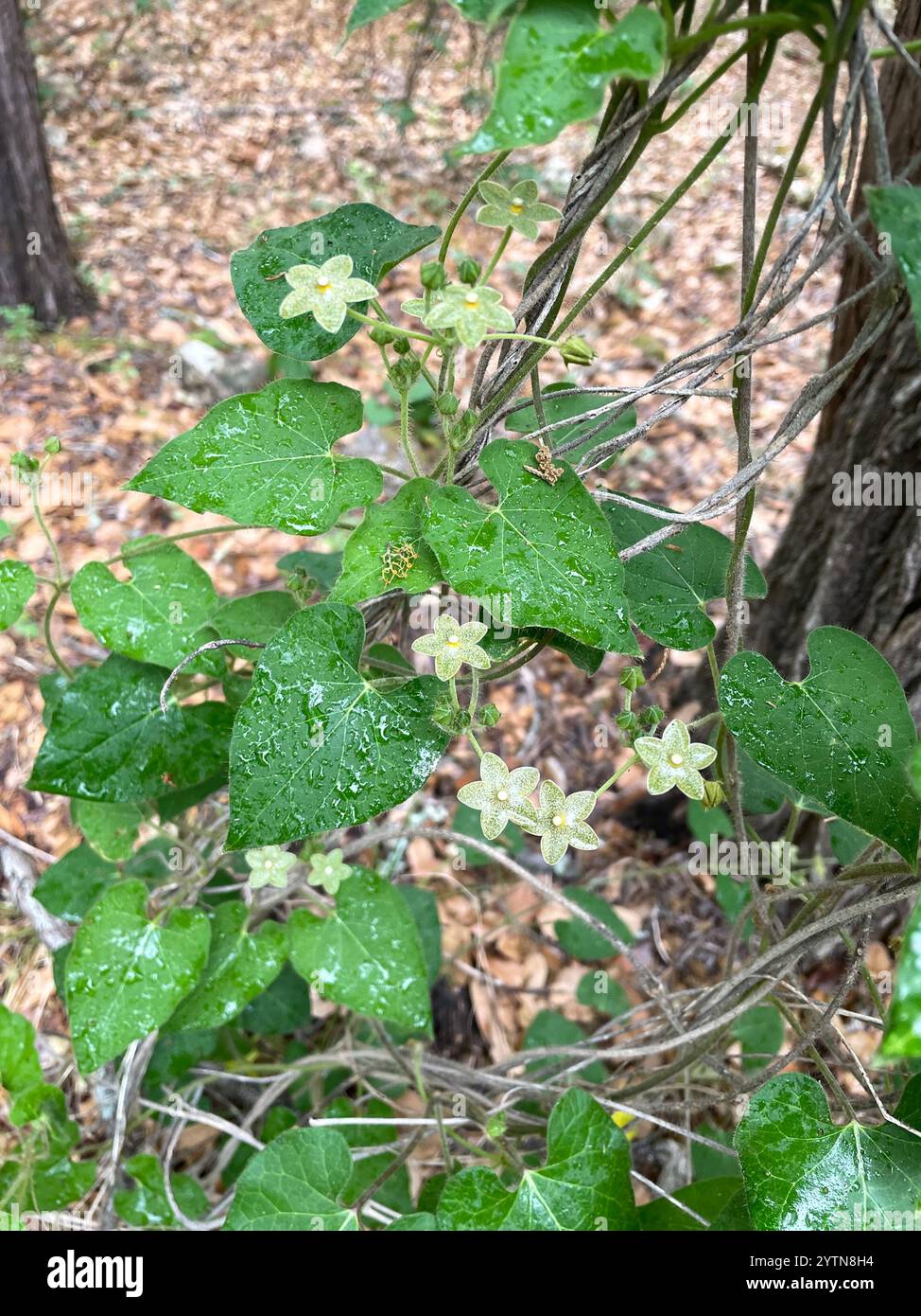 Pearl Milkweed (Matelea reticulata Stock Photo - Alamy