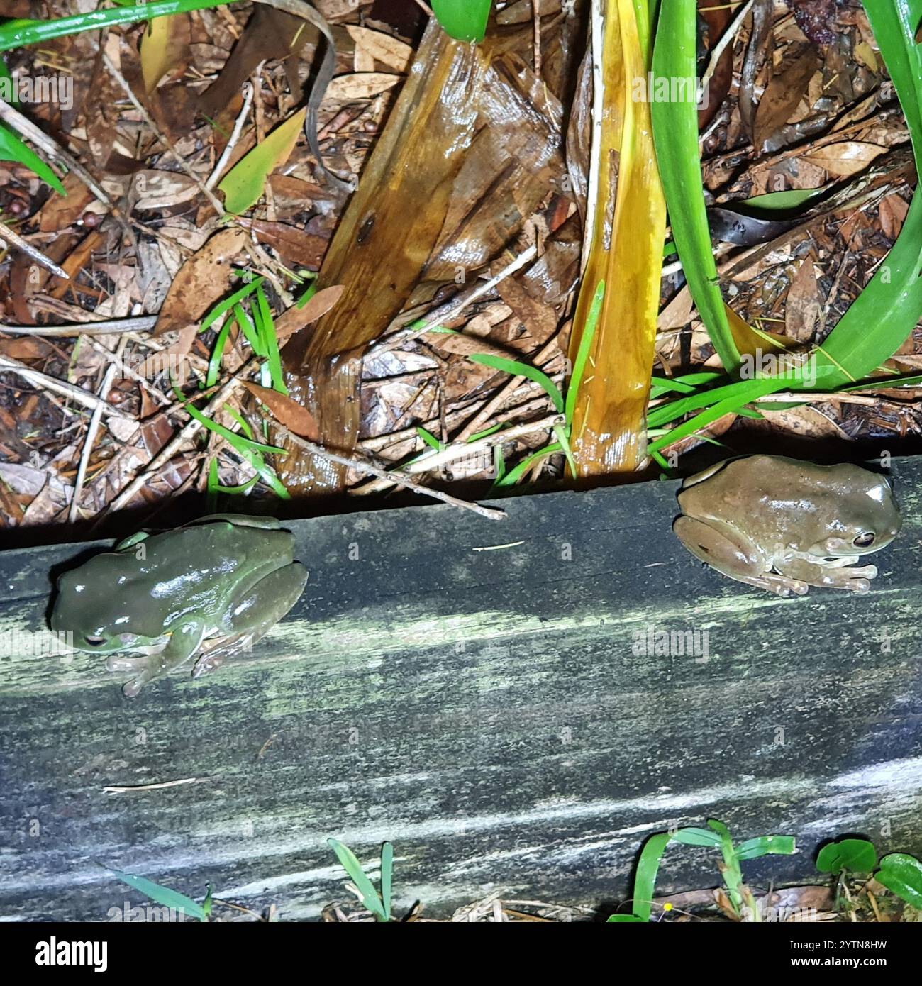 Australian Green Tree Frog (Ranoidea caerulea Stock Photo - Alamy