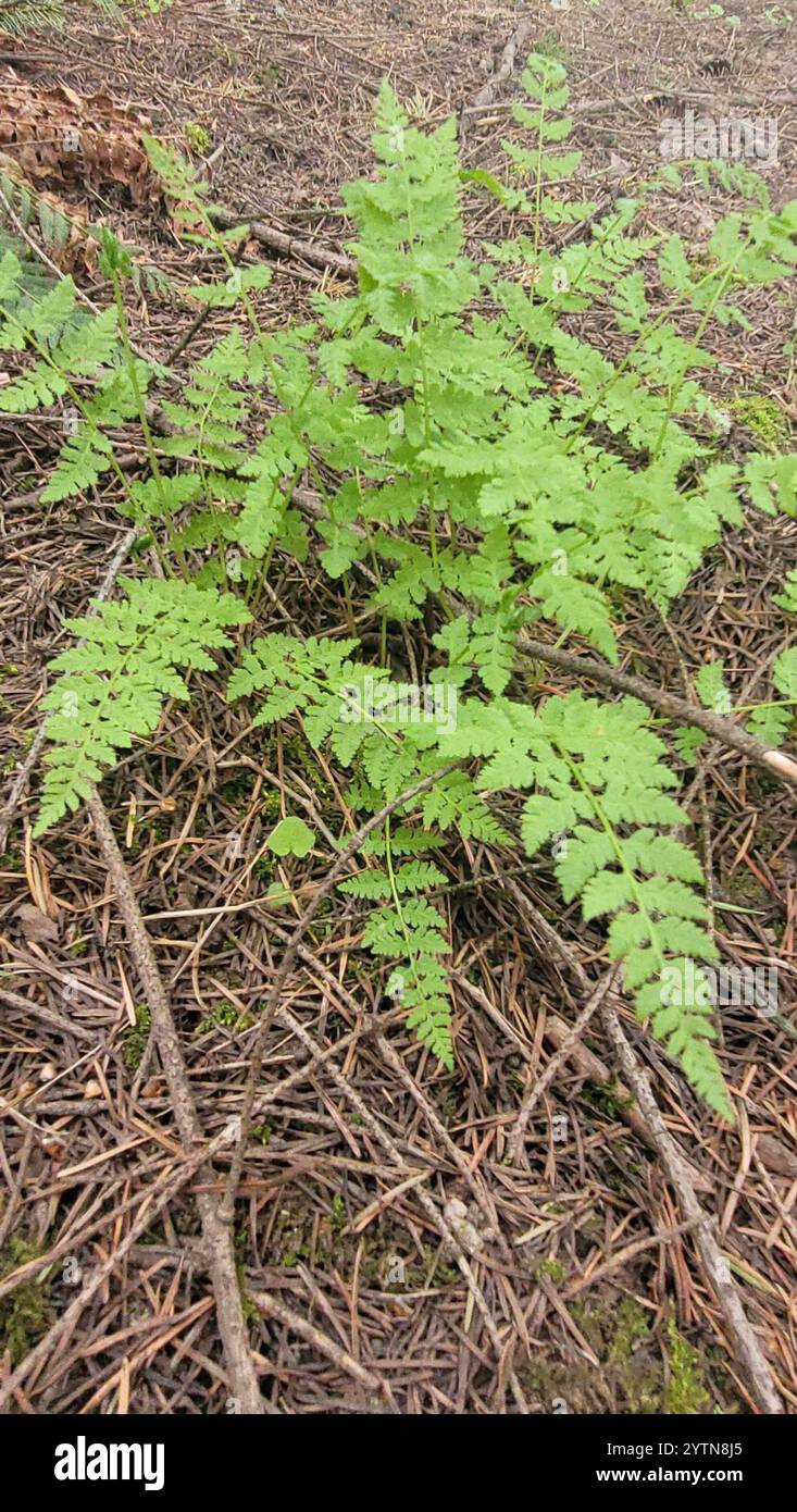 brittle bladderfern (Cystopteris fragilis Stock Photo - Alamy