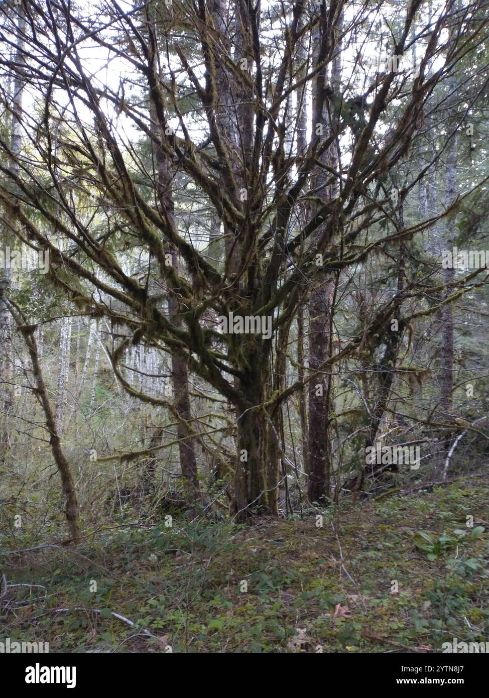 Pacific yew (Taxus brevifolia Stock Photo - Alamy
