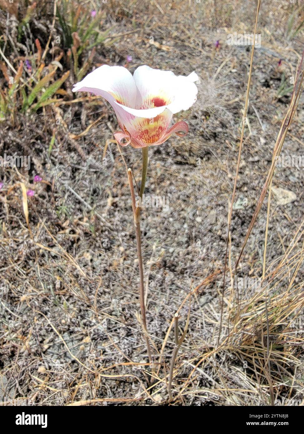 clay mariposa lily (Calochortus argillosus Stock Photo - Alamy