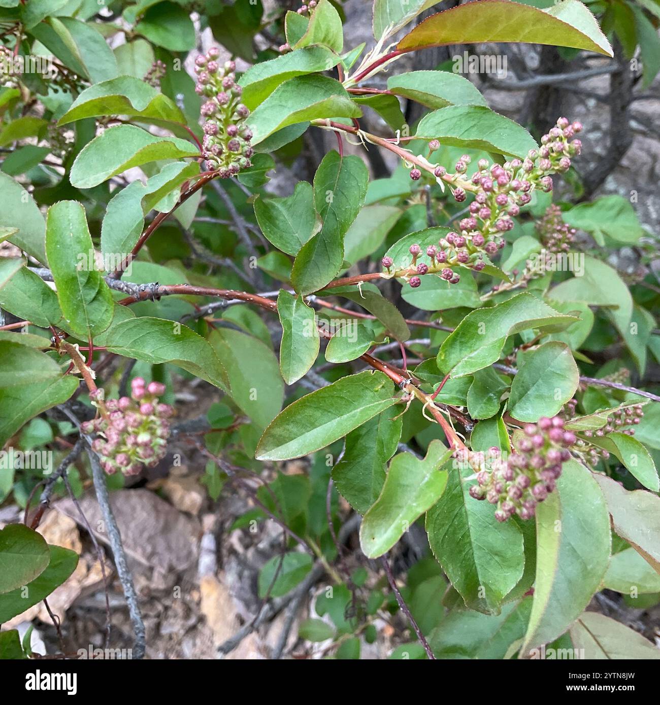 chokecherry (Prunus virginiana Stock Photo - Alamy