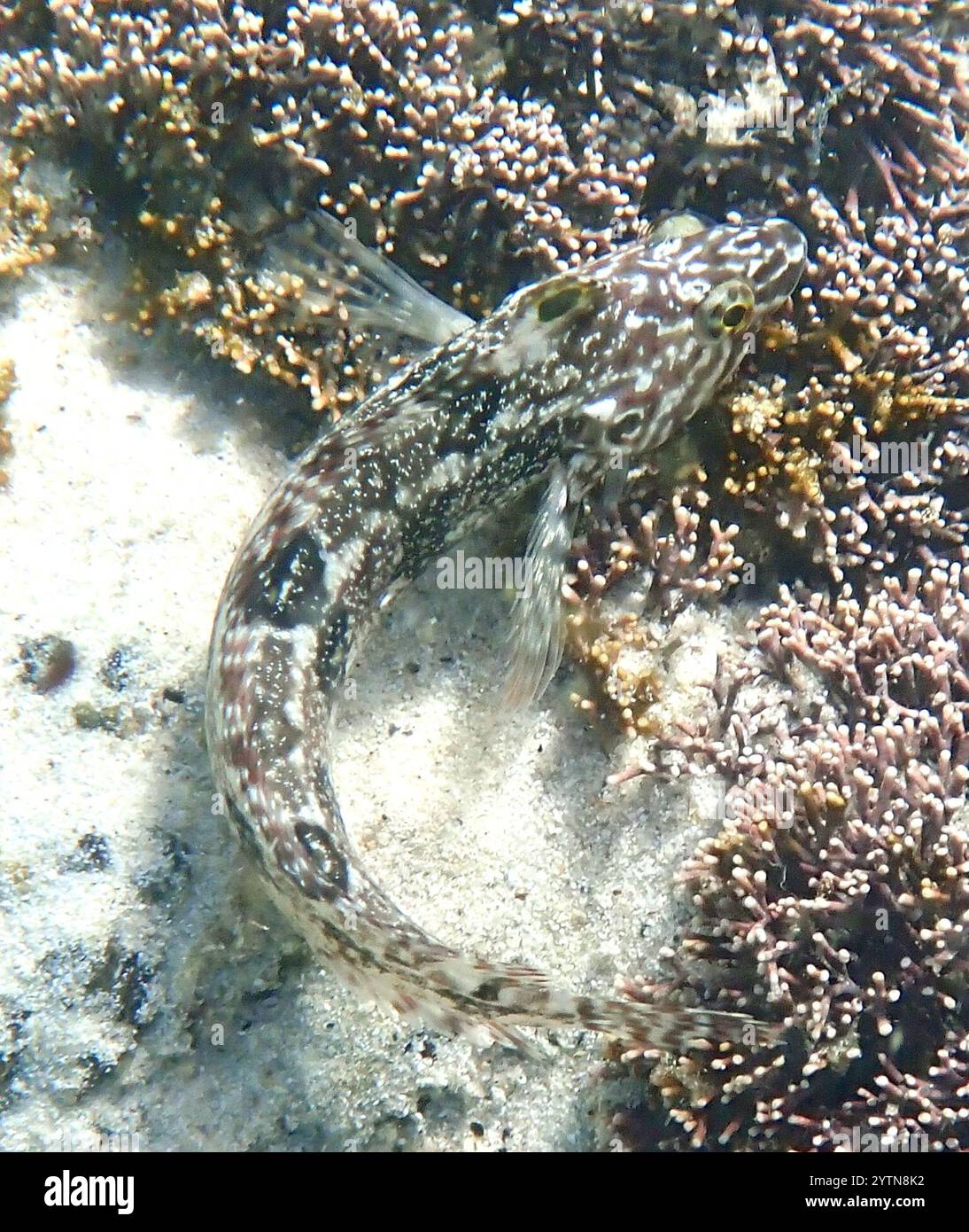 Super Klipfish (Clinus superciliosus Stock Photo - Alamy