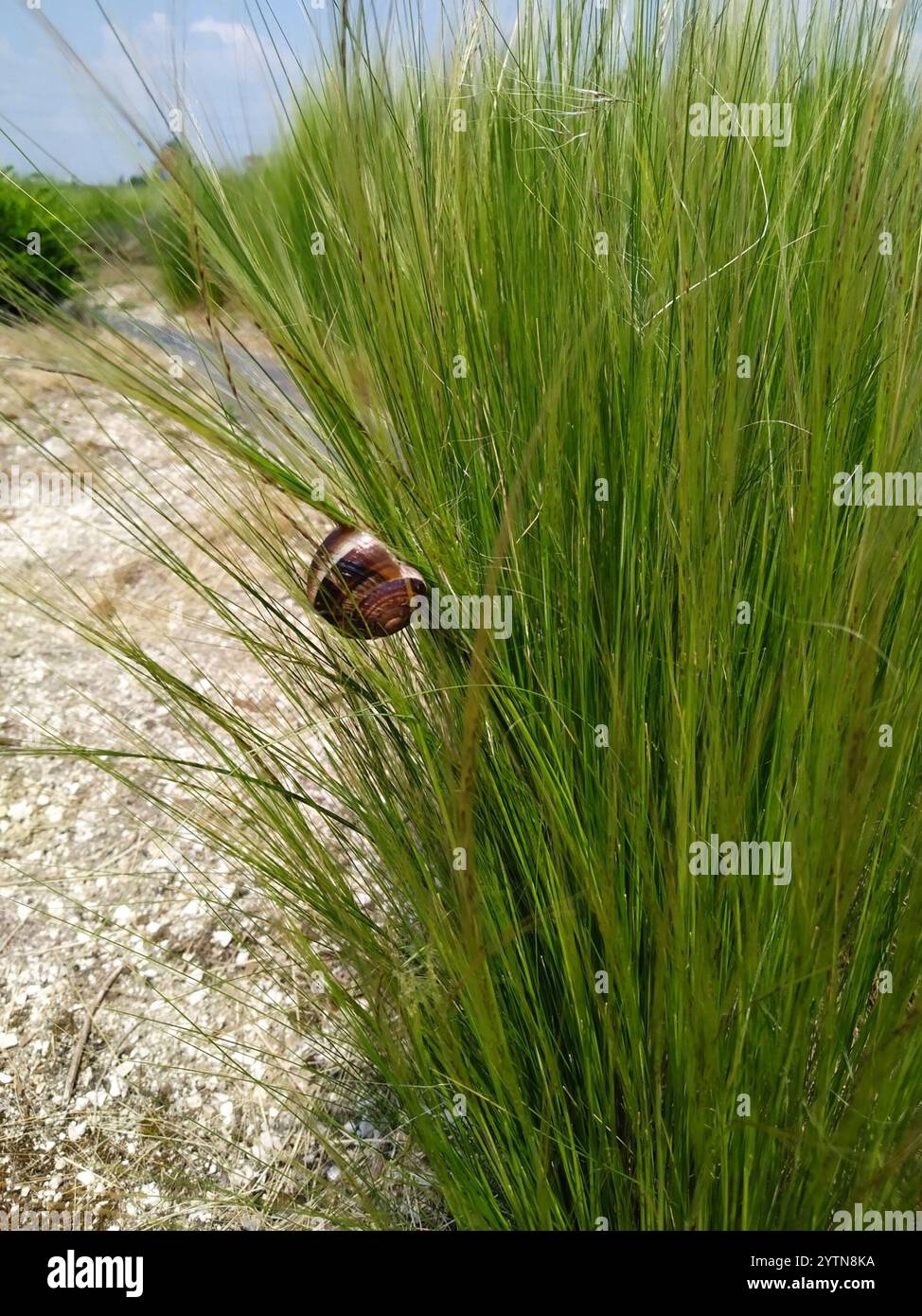 Turkish snail hi-res stock photography and images - Alamy