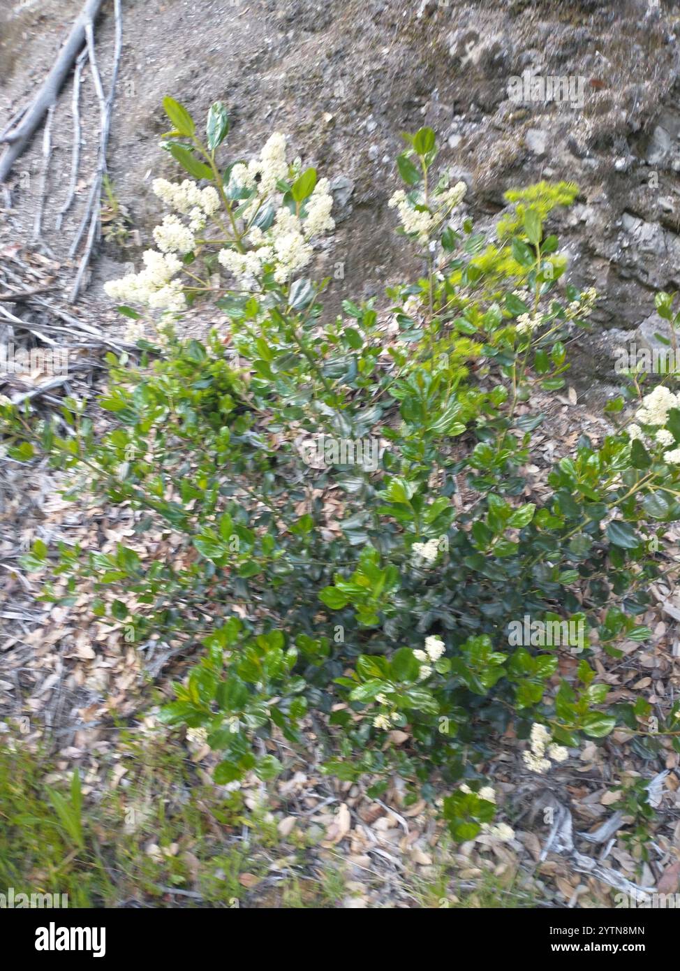 Snowbrush Ceanothus (Ceanothus velutinus Stock Photo - Alamy