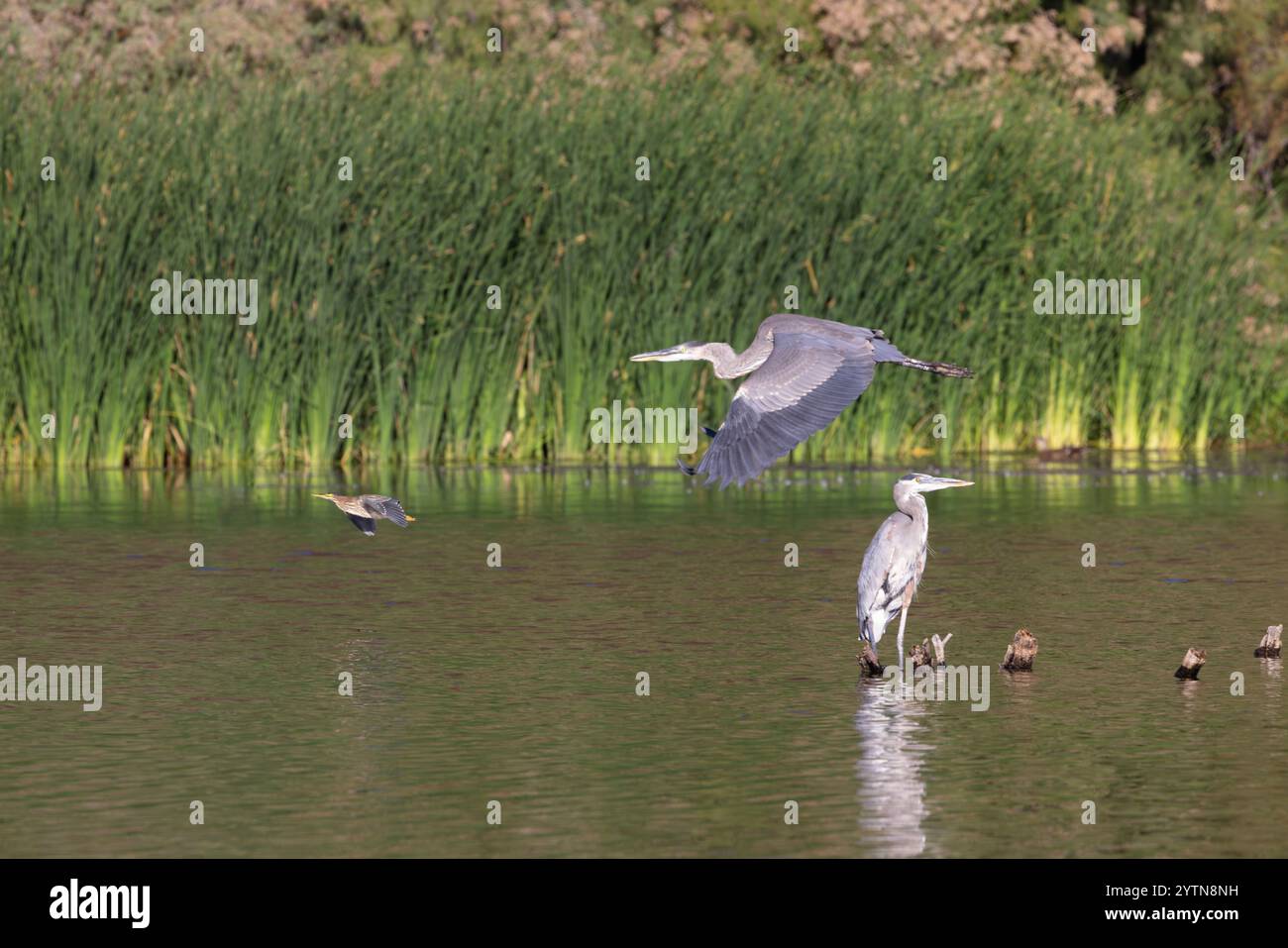 Assortment of three water birds seen in harmony: two, Great Blue Herons ...