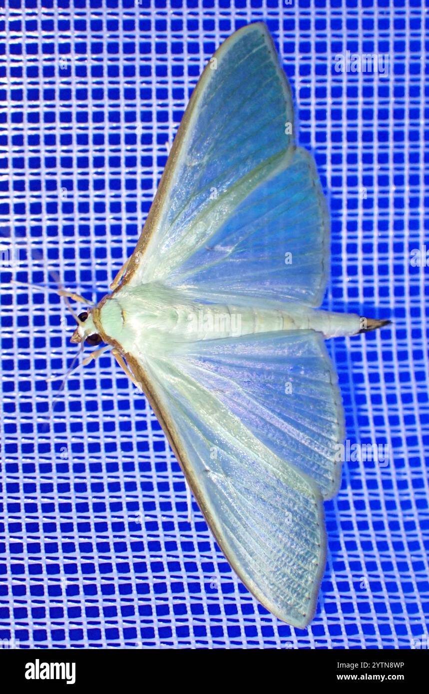 Jasmine Moth (Palpita vitrealis Stock Photo - Alamy