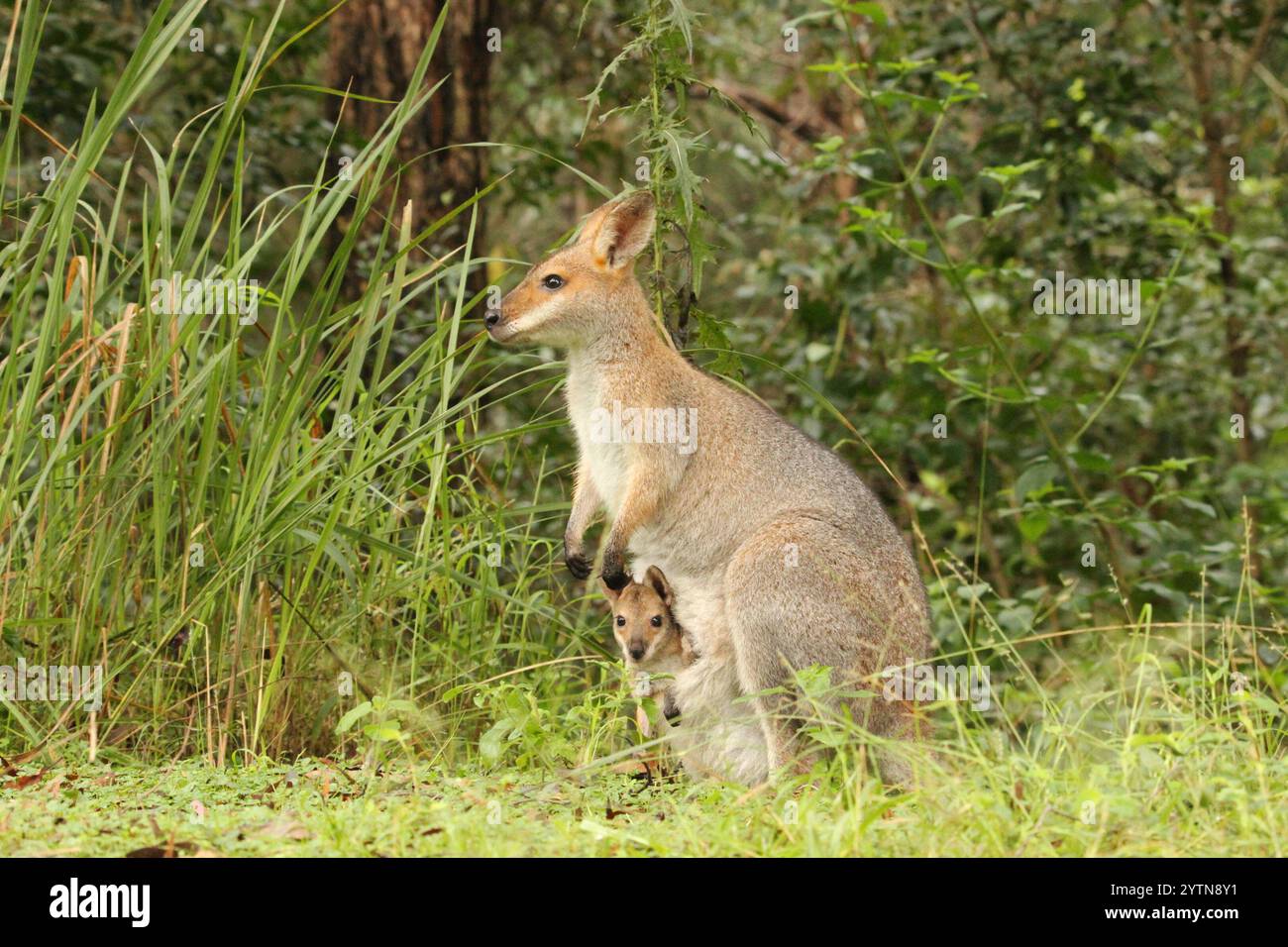 Red-necked Wallaby (Notamacropus rufogriseus Stock Photo - Alamy