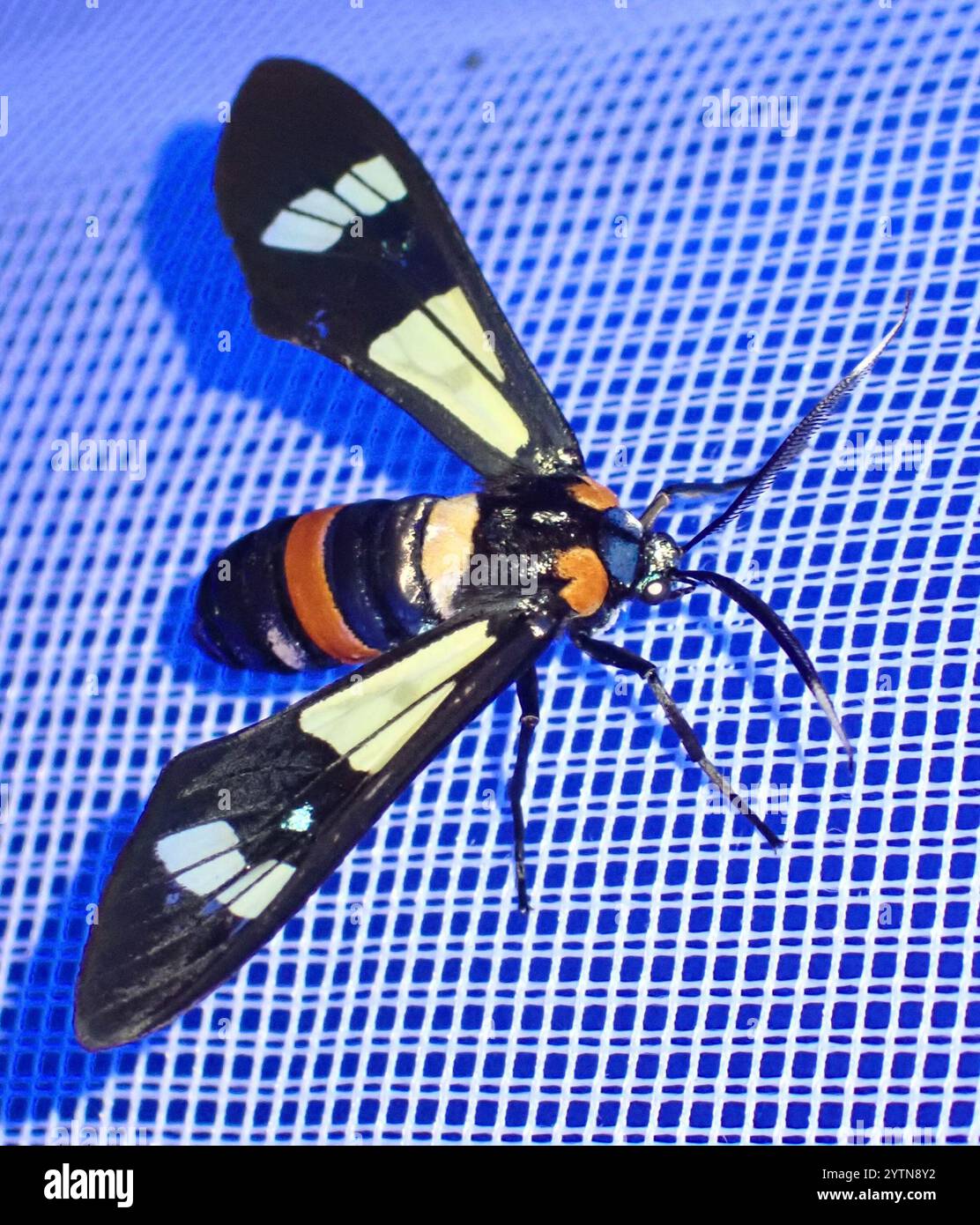 Splendorous Hornet Handmaiden Moth (Euchromia folletii Stock Photo - Alamy