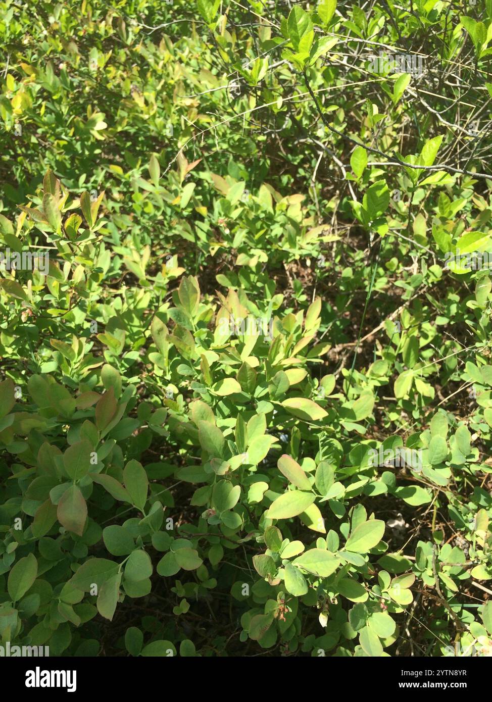 lowbush blueberry (Vaccinium angustifolium Stock Photo - Alamy