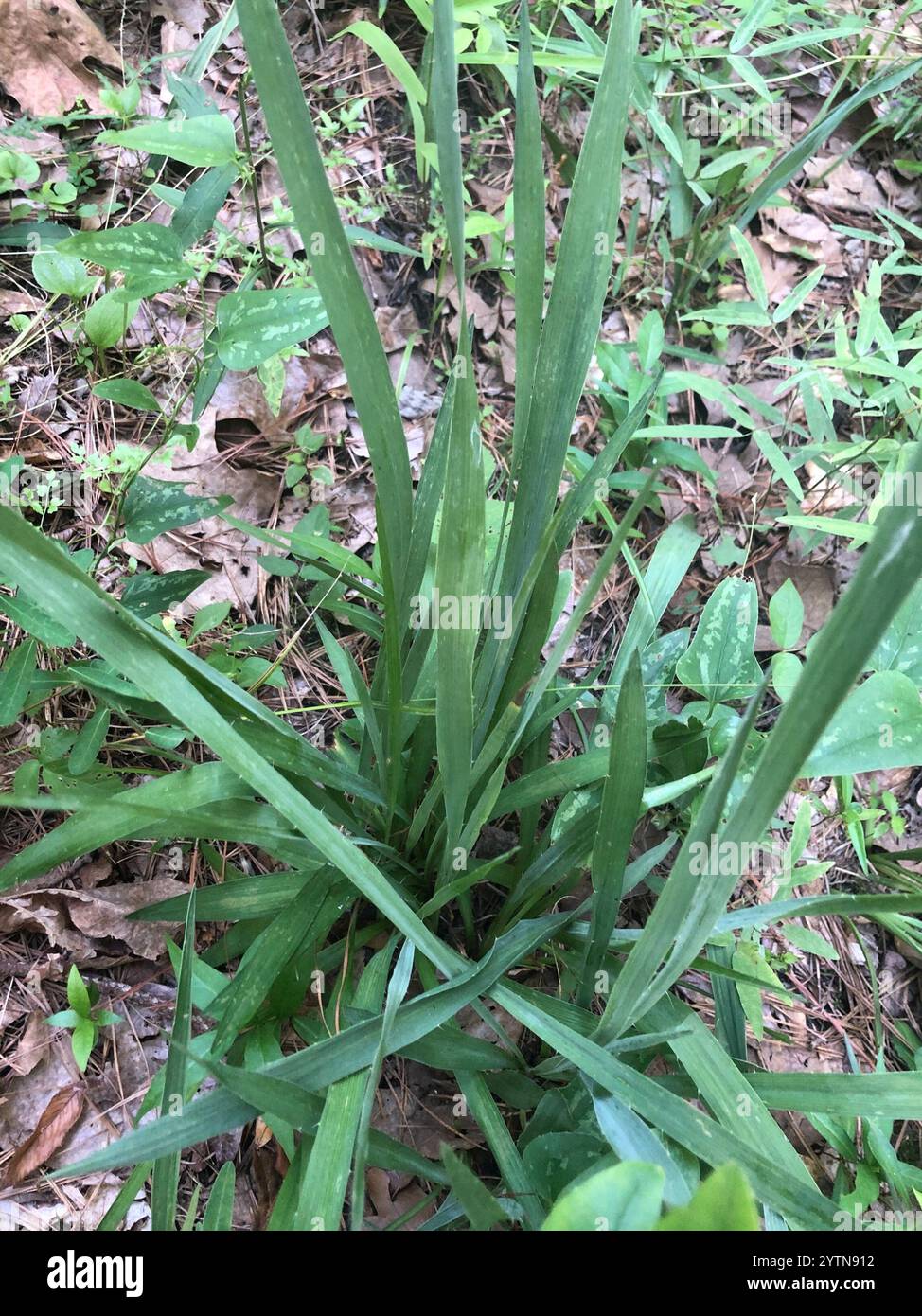 northern rattlesnake master (Eryngium yuccifolium yuccifolium Stock ...
