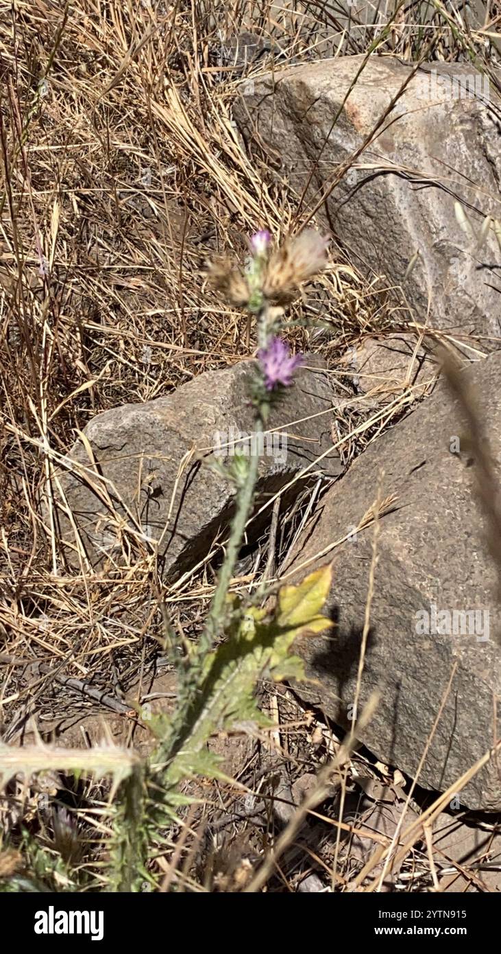 Italian thistle (Carduus pycnocephalus Stock Photo - Alamy