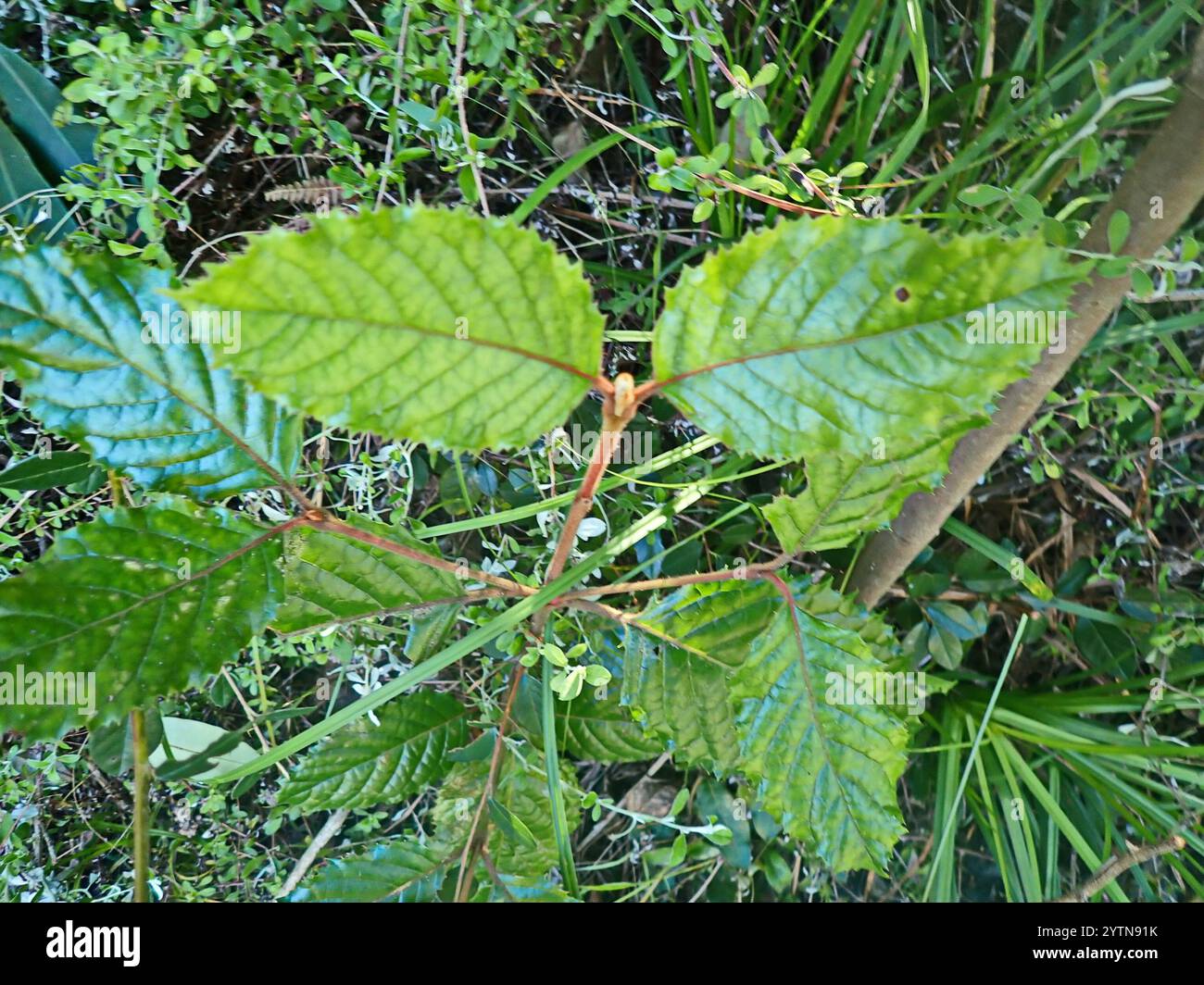 Assegai tree hi-res stock photography and images - Alamy