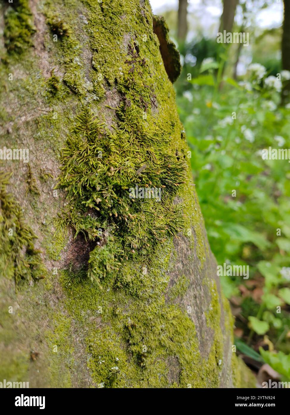 Lateral Cryphaea (Cryphaea heteromalla Stock Photo - Alamy