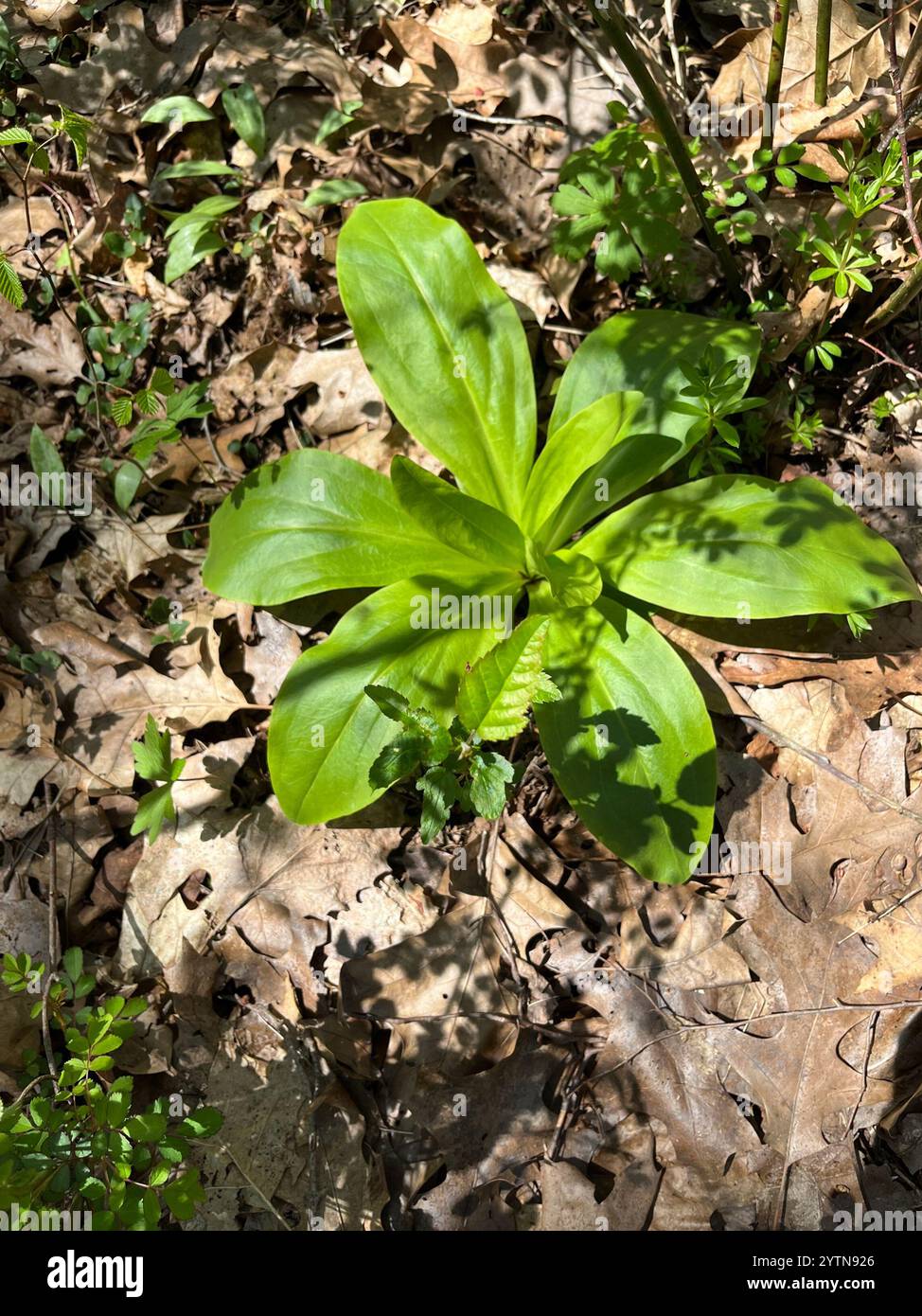 American columbo (Frasera caroliniensis Stock Photo - Alamy